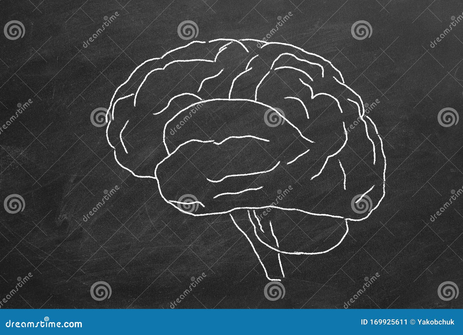 Human brain stock image. Image of brain, board, chalkboard - 169925611