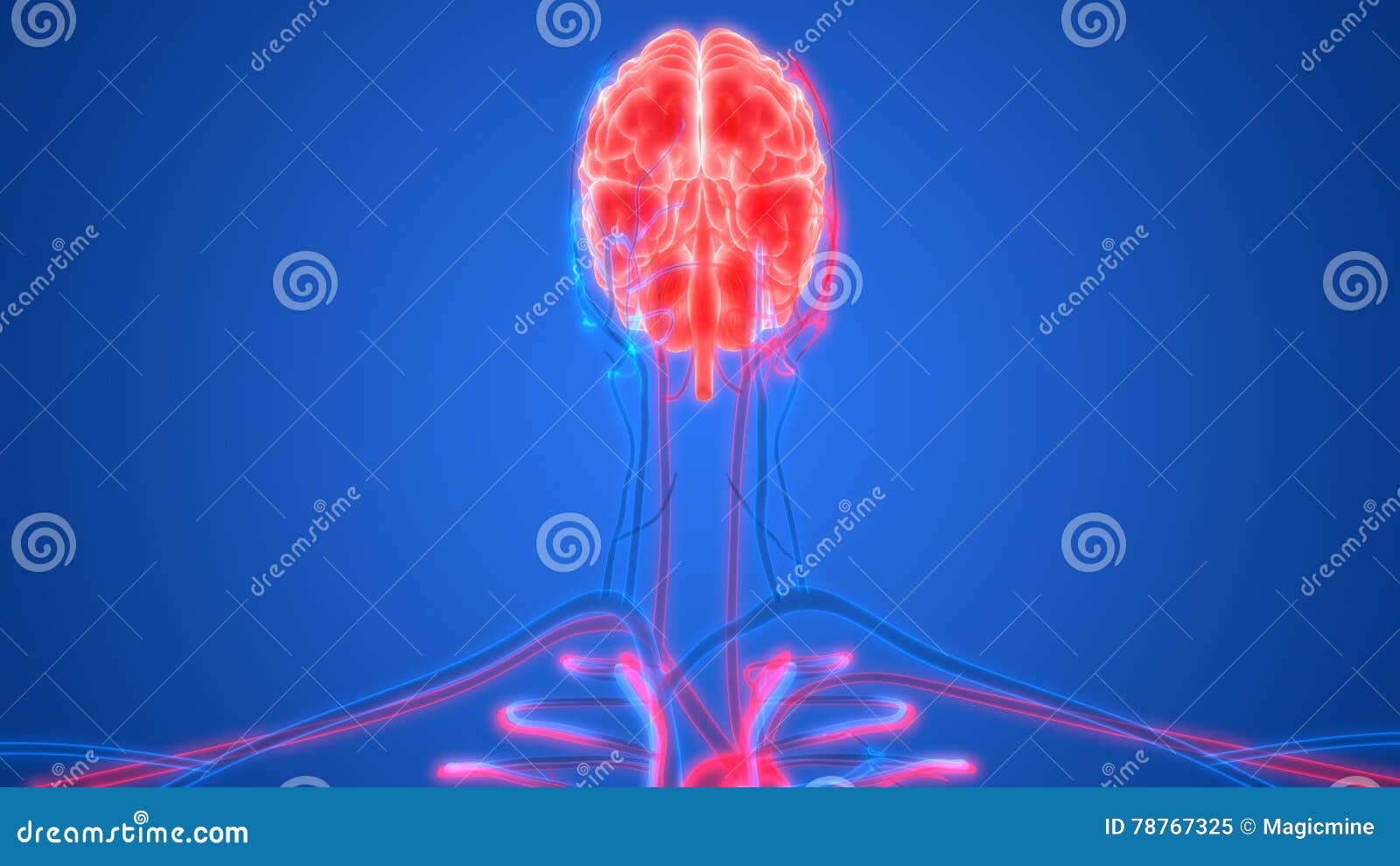 Human Brain with Circulatory System Stock Illustration - Illustration ...