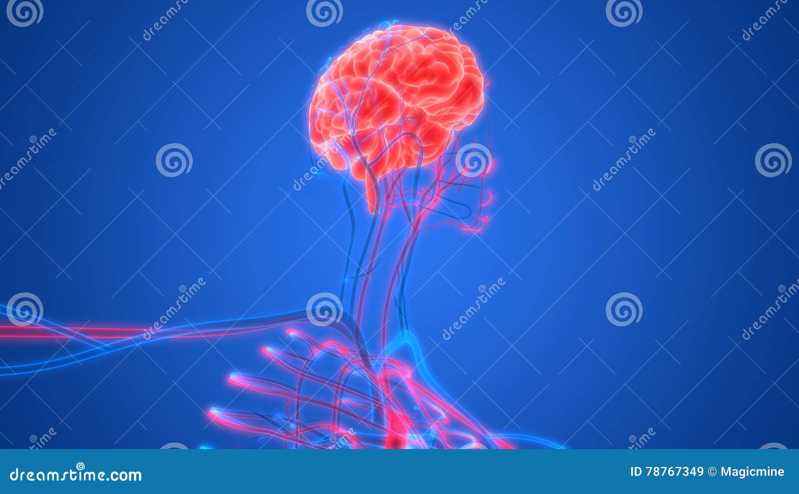 Human Brain with Circulatory System Stock Illustration - Illustration ...