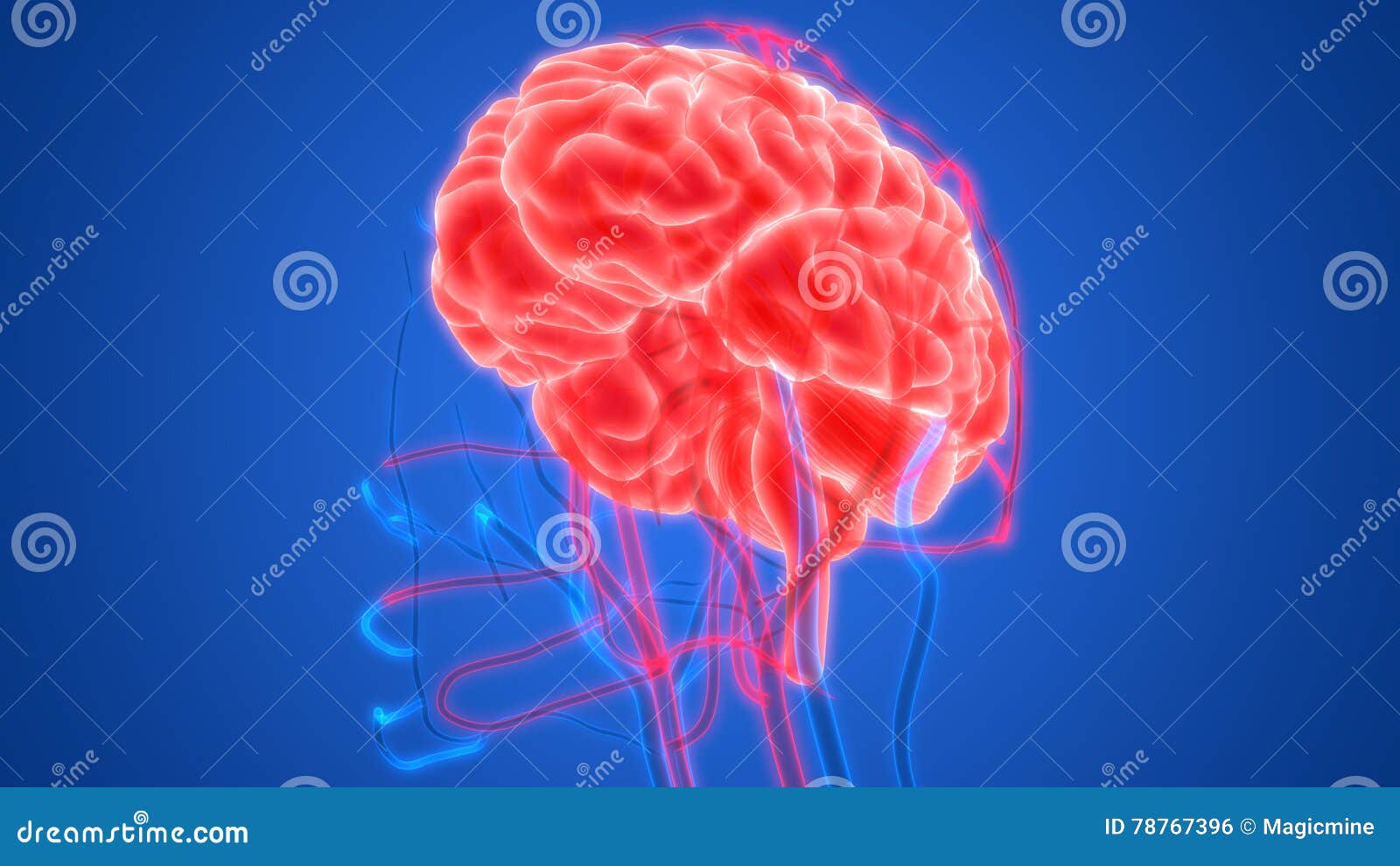 Human Brain with Circulatory System Stock Illustration - Illustration ...