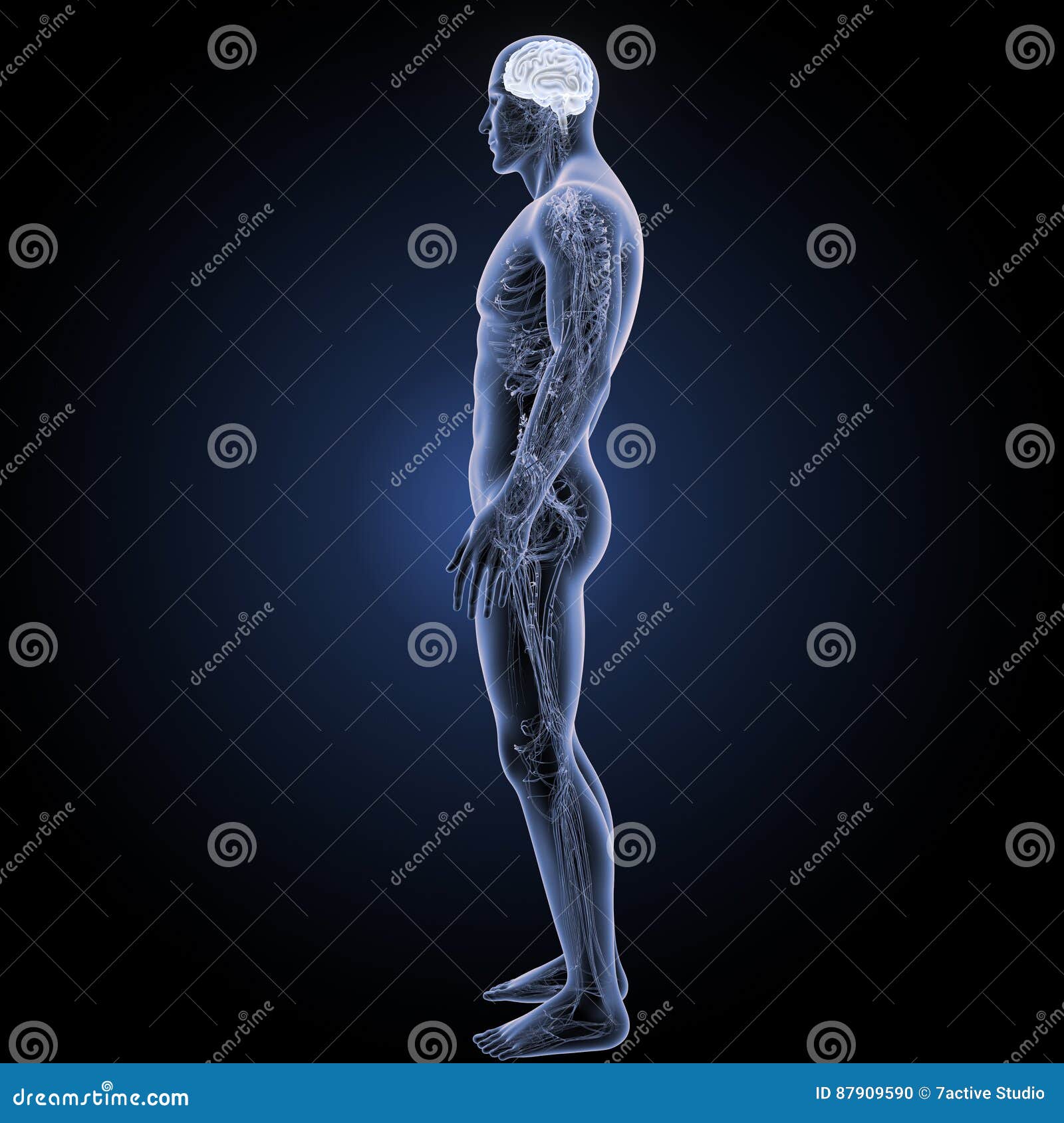 Human Brain with Circulatory System Lateral View Stock Illustration ...