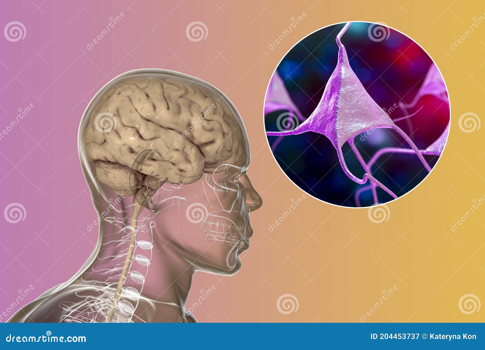 Human Brain with Closeup View of Brain Cells, Neurons Stock ... Human Brain with Closeup View of Brain Cells, Neurons Stock ...