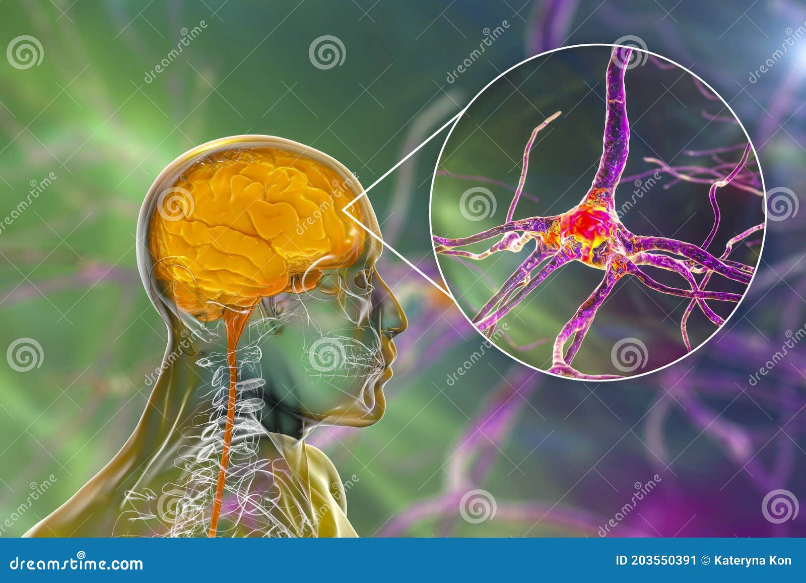 Human Brain with Closeup View of Brain Cells, Neurons Stock ...