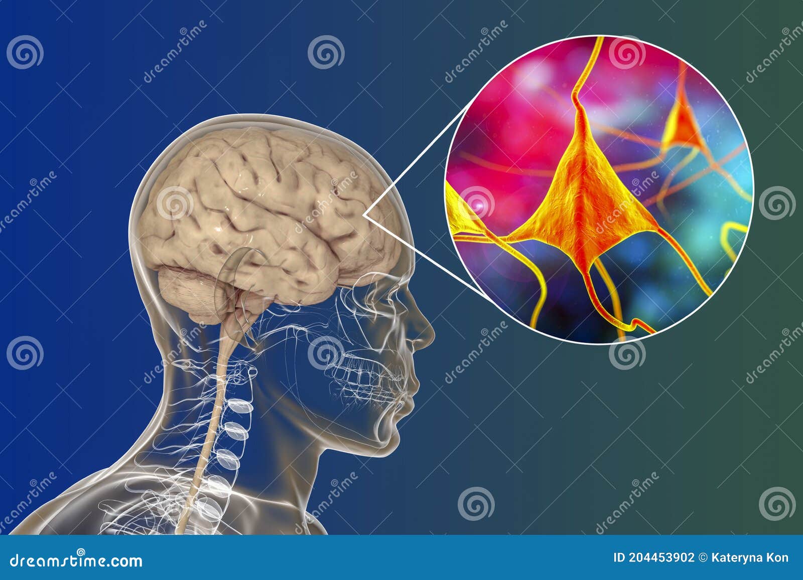Human Brain with Closeup View of Brain Cells, Neurons Stock ...