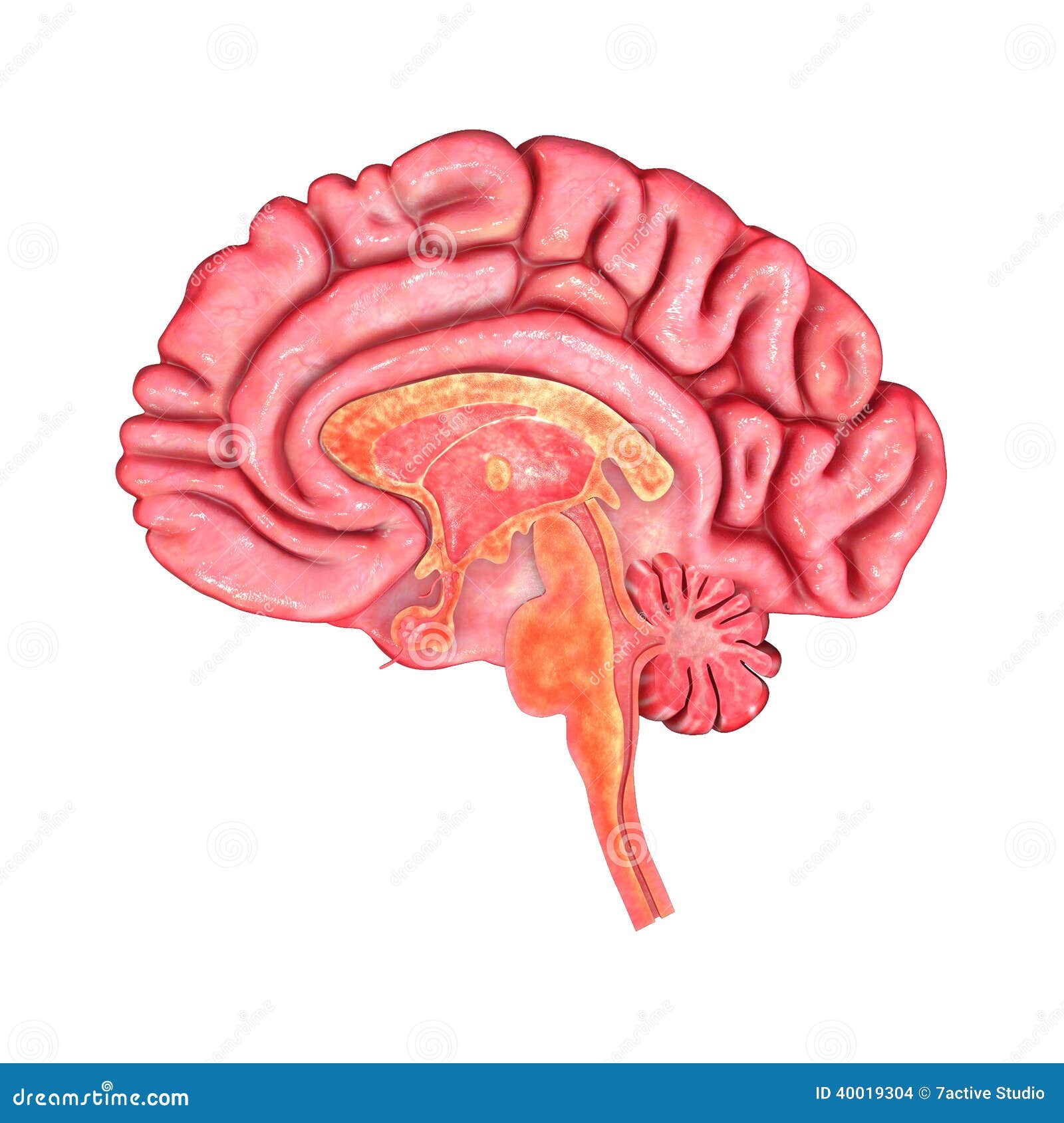 Human Brain Stock Illustration - Image: 40019304