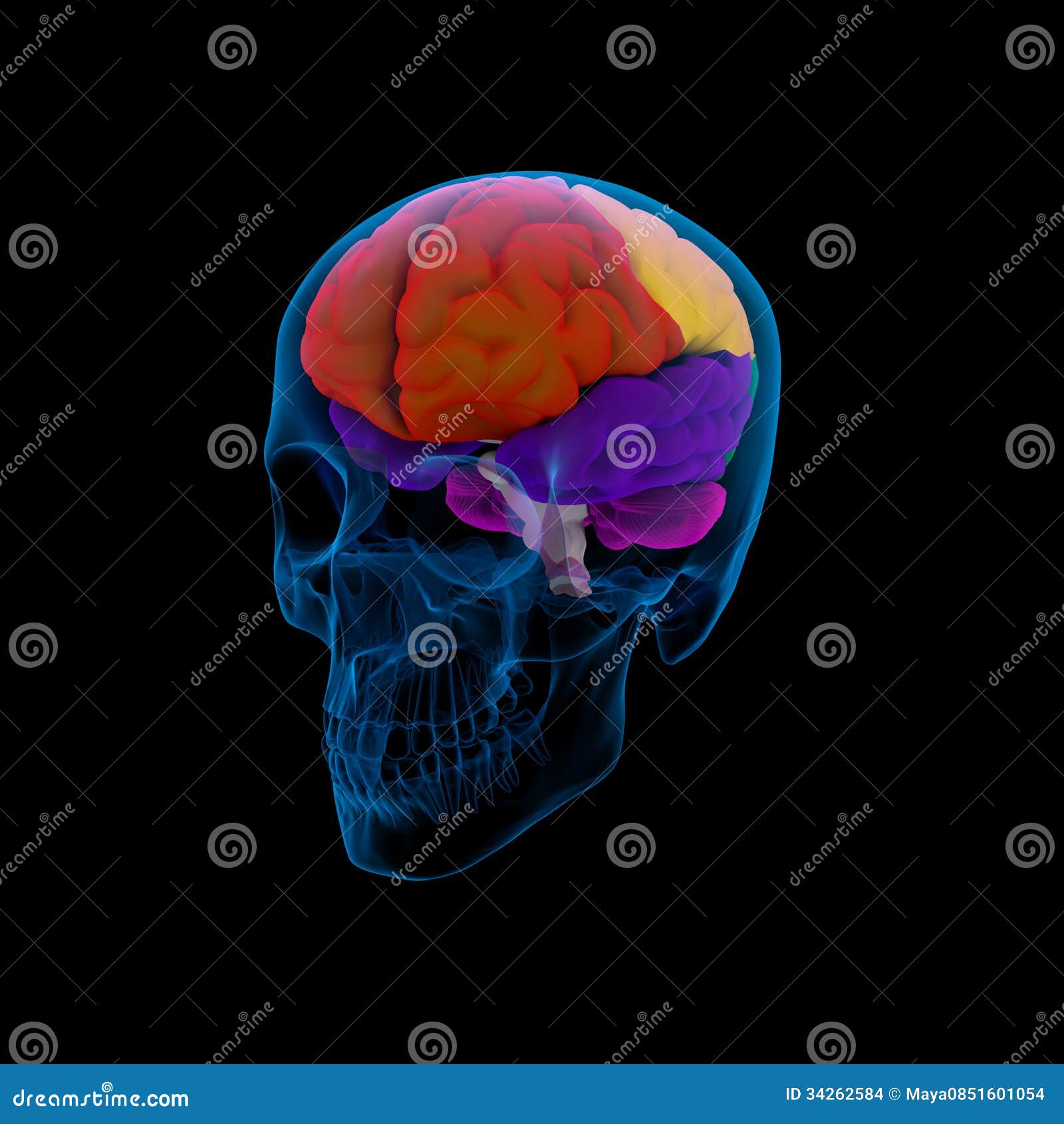 Human brain stock illustration. Illustration of health - 34262584