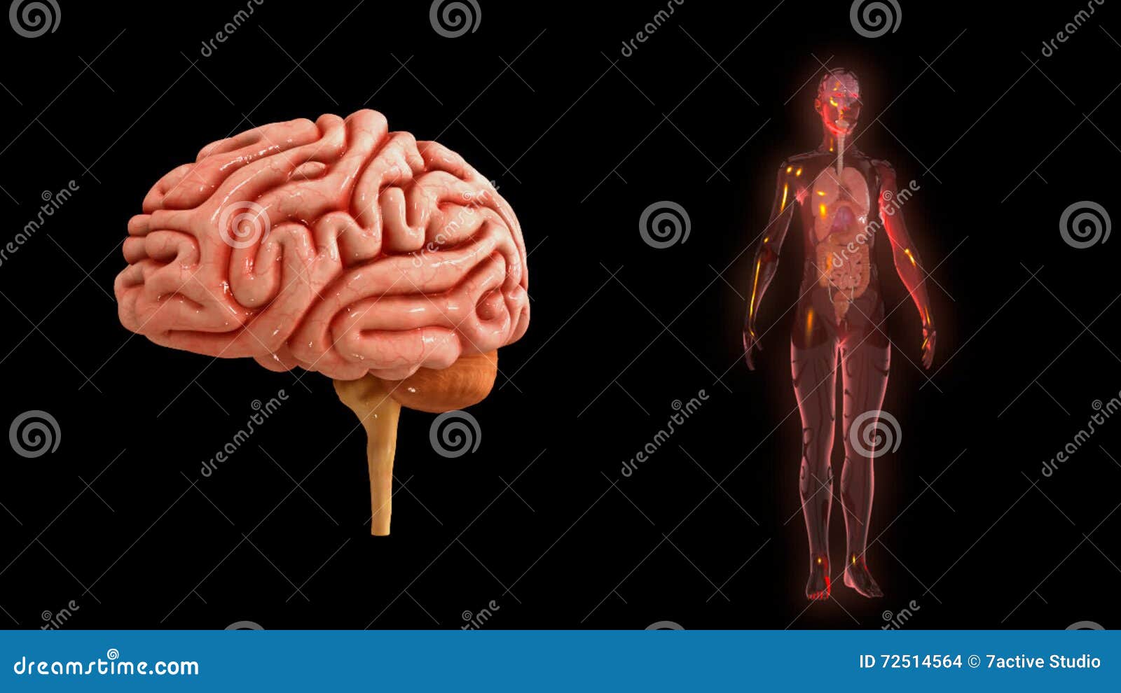 Human Brain stock footage. Video of diagram, healthcare - 72514564