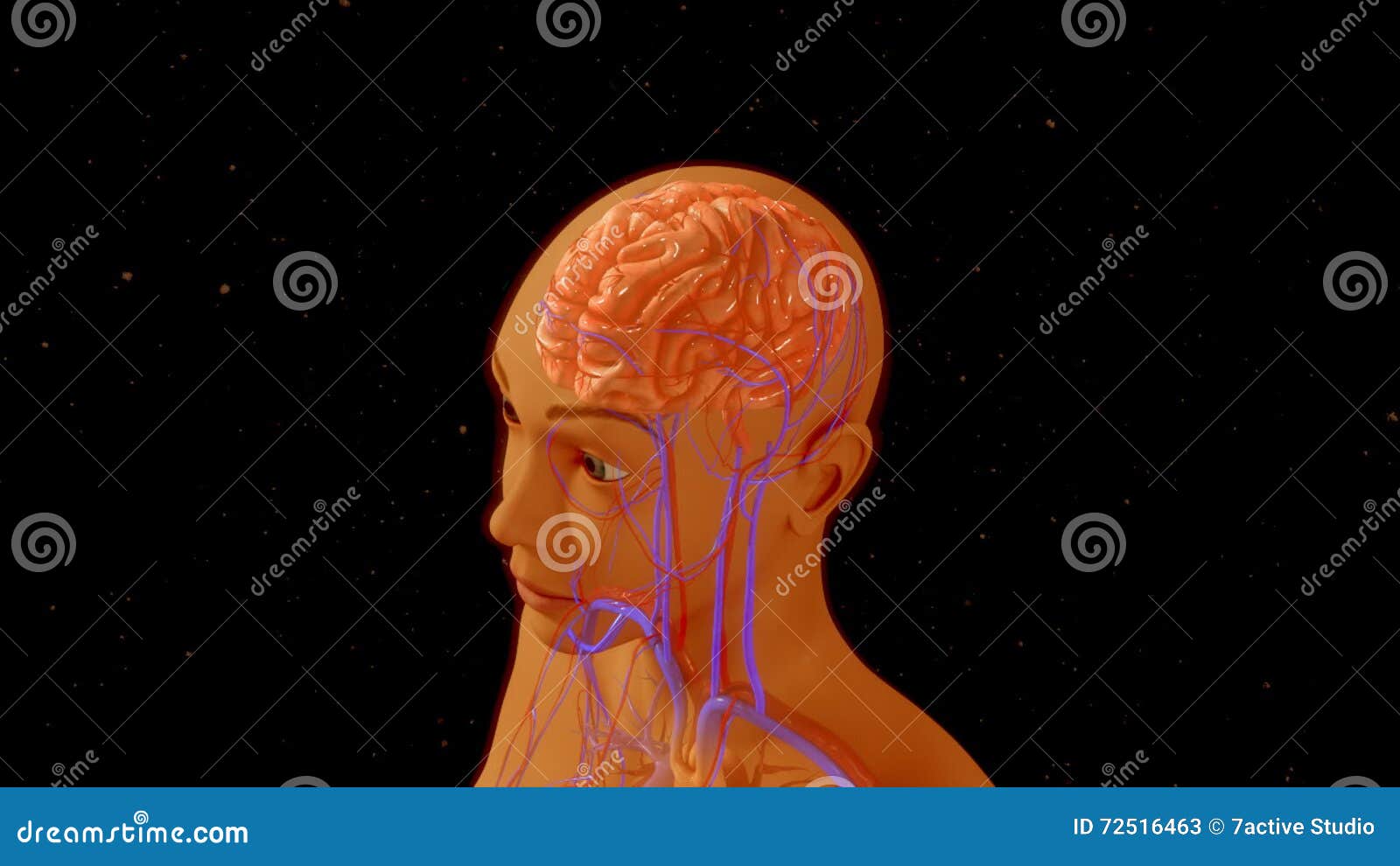 Human Brain stock video. Video of anatomy, neurology - 72516463