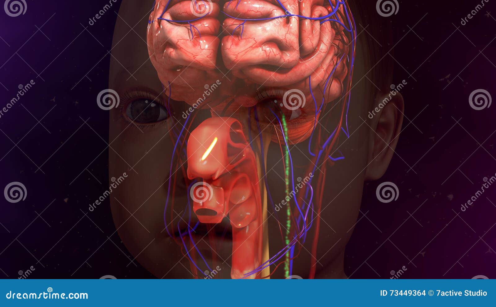 Human Brain stock illustration. Illustration of fornix - 73449364