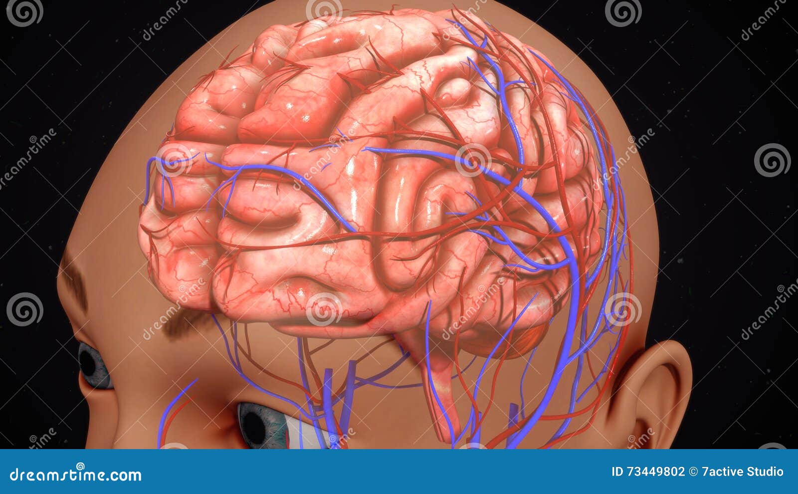 Human Brain Royalty-Free Stock Image | CartoonDealer.com #73449802