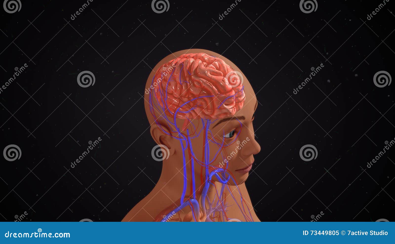 Human Brain Stock Image | CartoonDealer.com #73449805