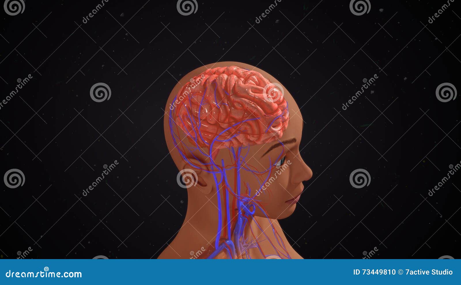 Human Brain stock photo. Image of meninges, corpus, cervelet - 73449810