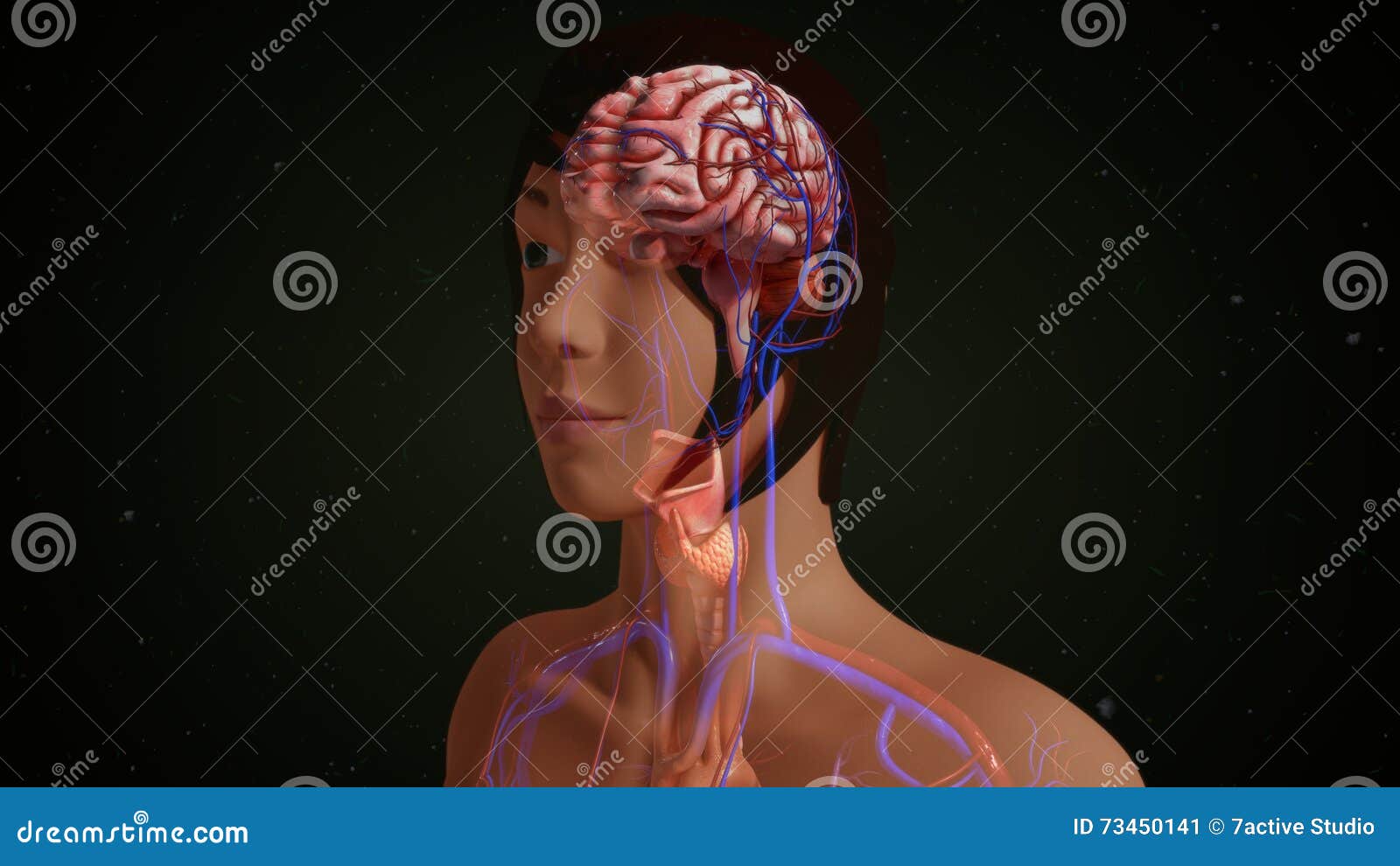 Human Brain stock image. Image of brain, hippocampus - 73450141