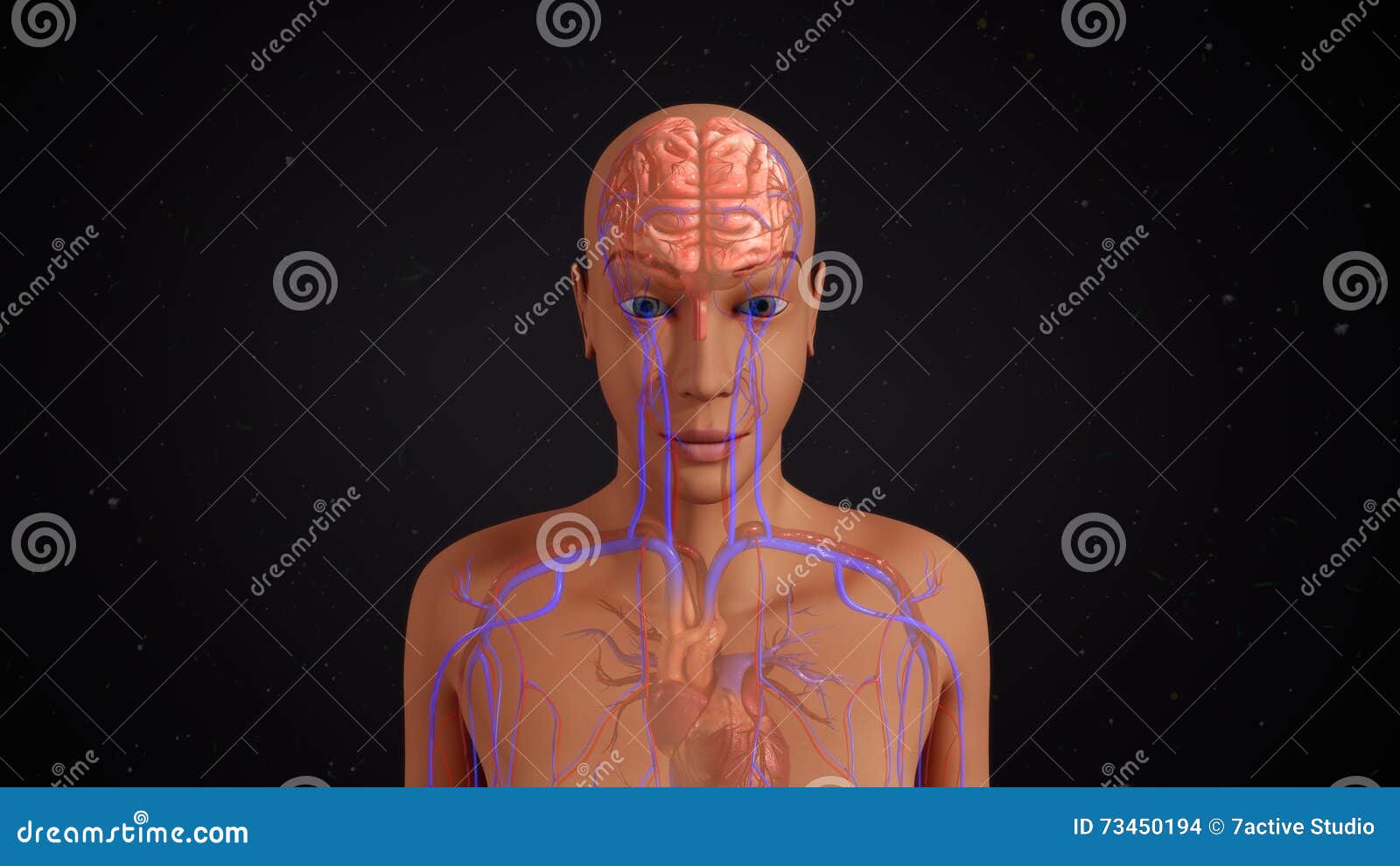 Human Brain stock photo. Image of amygdala, hypothalamus - 73450194