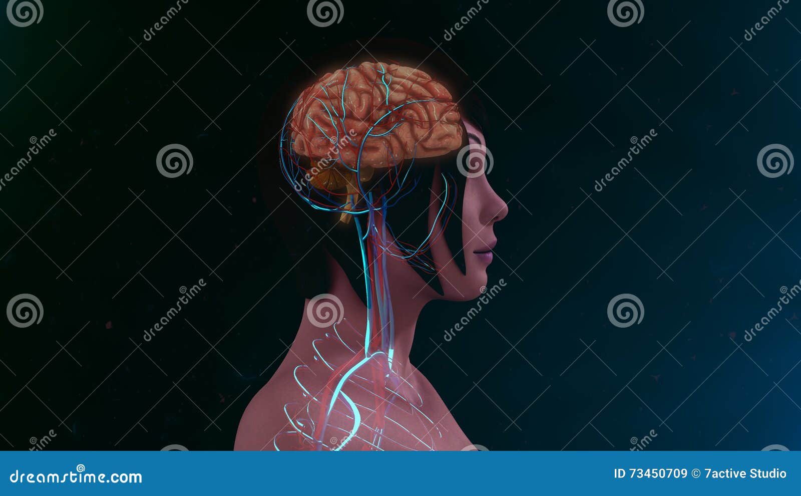 Human Brain stock image. Image of carotid, blood, areas - 73450709