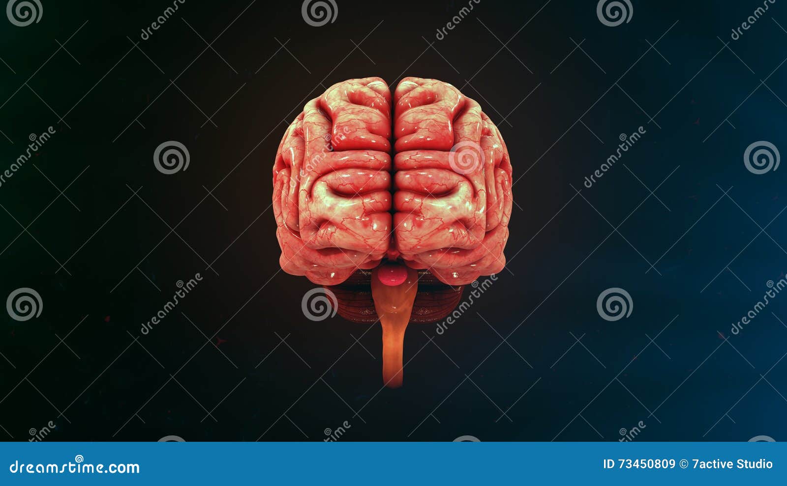 Human Brain Royalty-Free Stock Photo | CartoonDealer.com #73450809