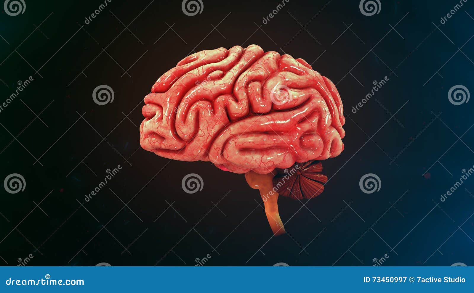 Human Brain stock image. Image of anatomy, blood, motor - 73450997
