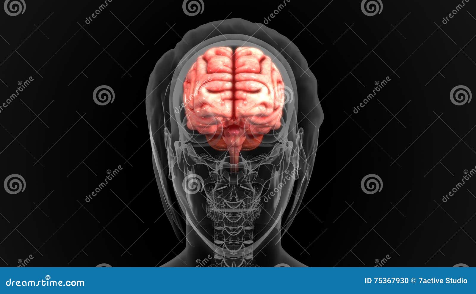 Human Brain stock photo. Image of meninges, carotid, hypothalamus ...
