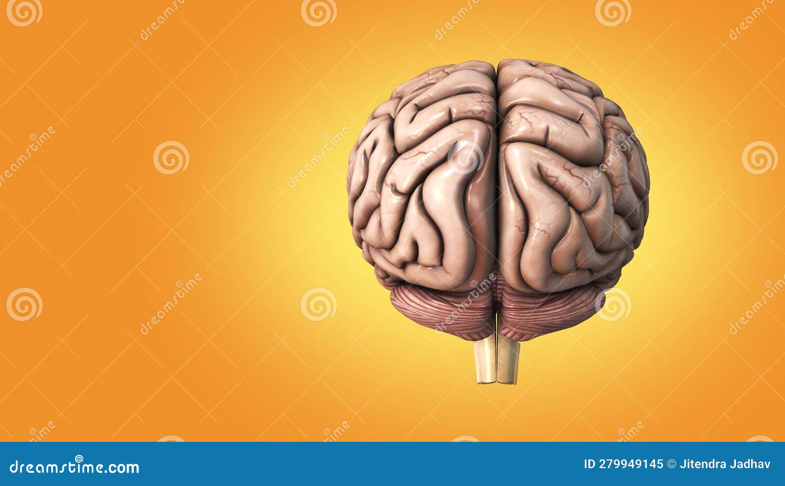 The Medical Structure of the Human Brain Stock Illustration ...