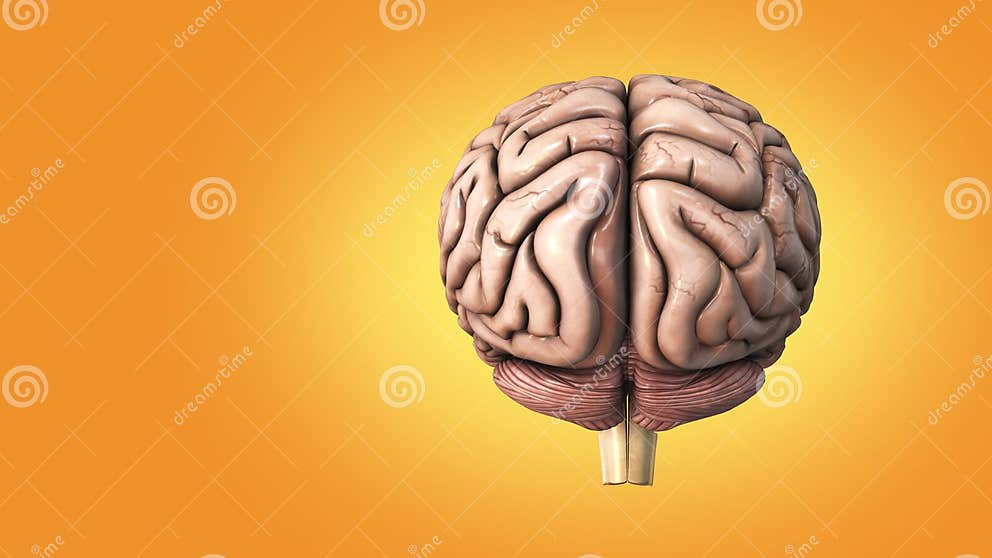 The Medical Structure of the Human Brain Stock Illustration ...