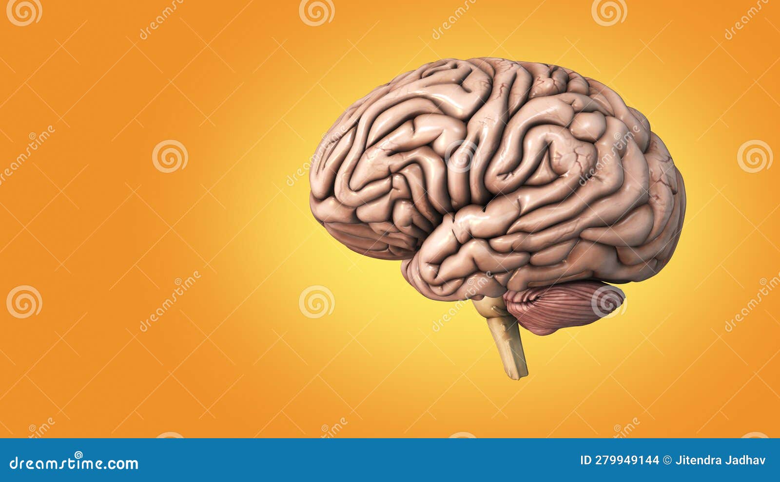 The Medical Structure Of The Human Brain Royalty-Free Stock Image ...