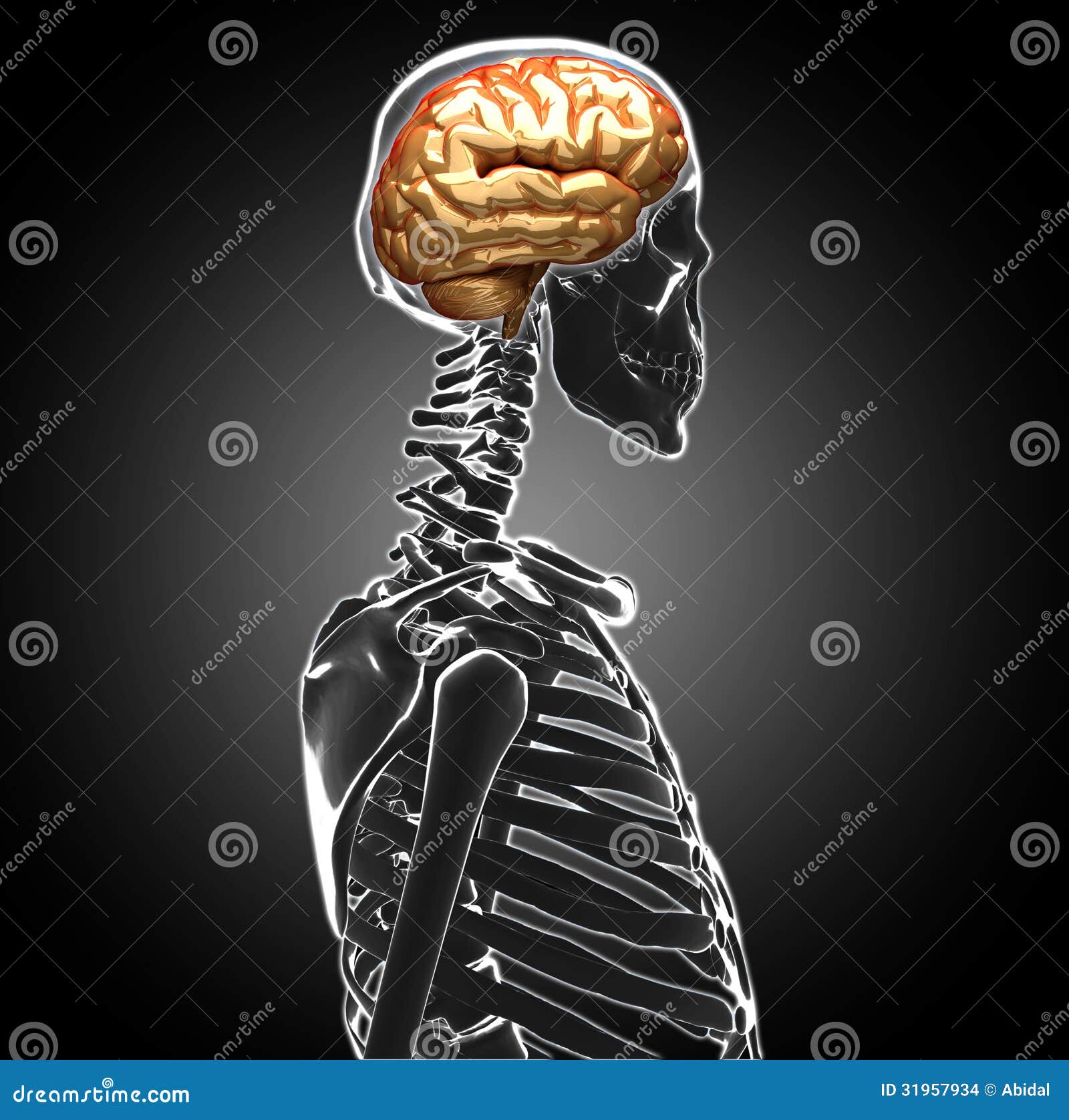 Human Brain Picture. Image: 31957934