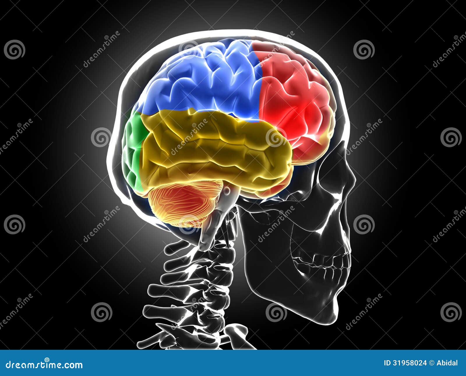 Human brain stock illustration. Illustration of mind - 31958024