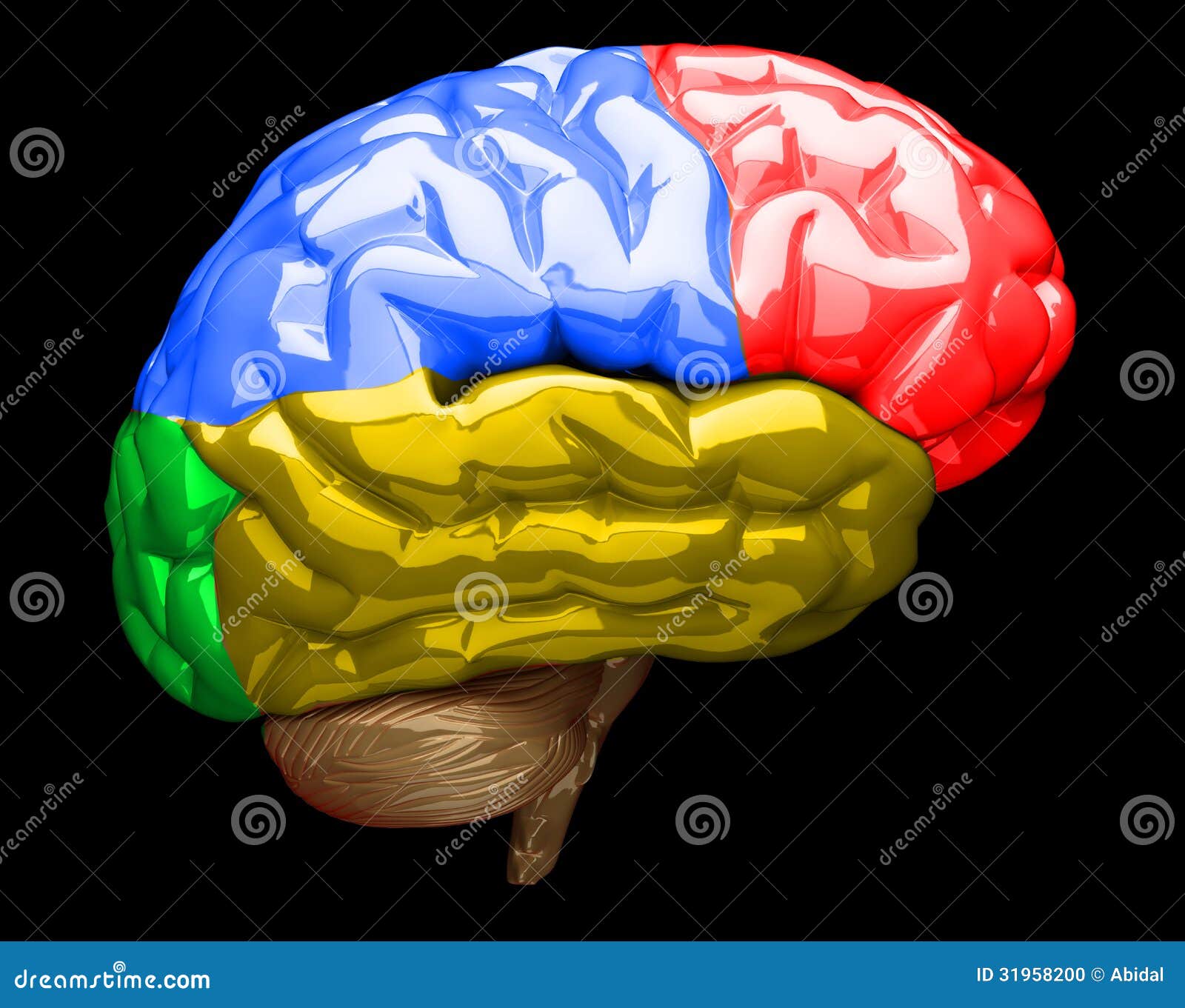 Human brain stock illustration. Illustration of examining - 31958200