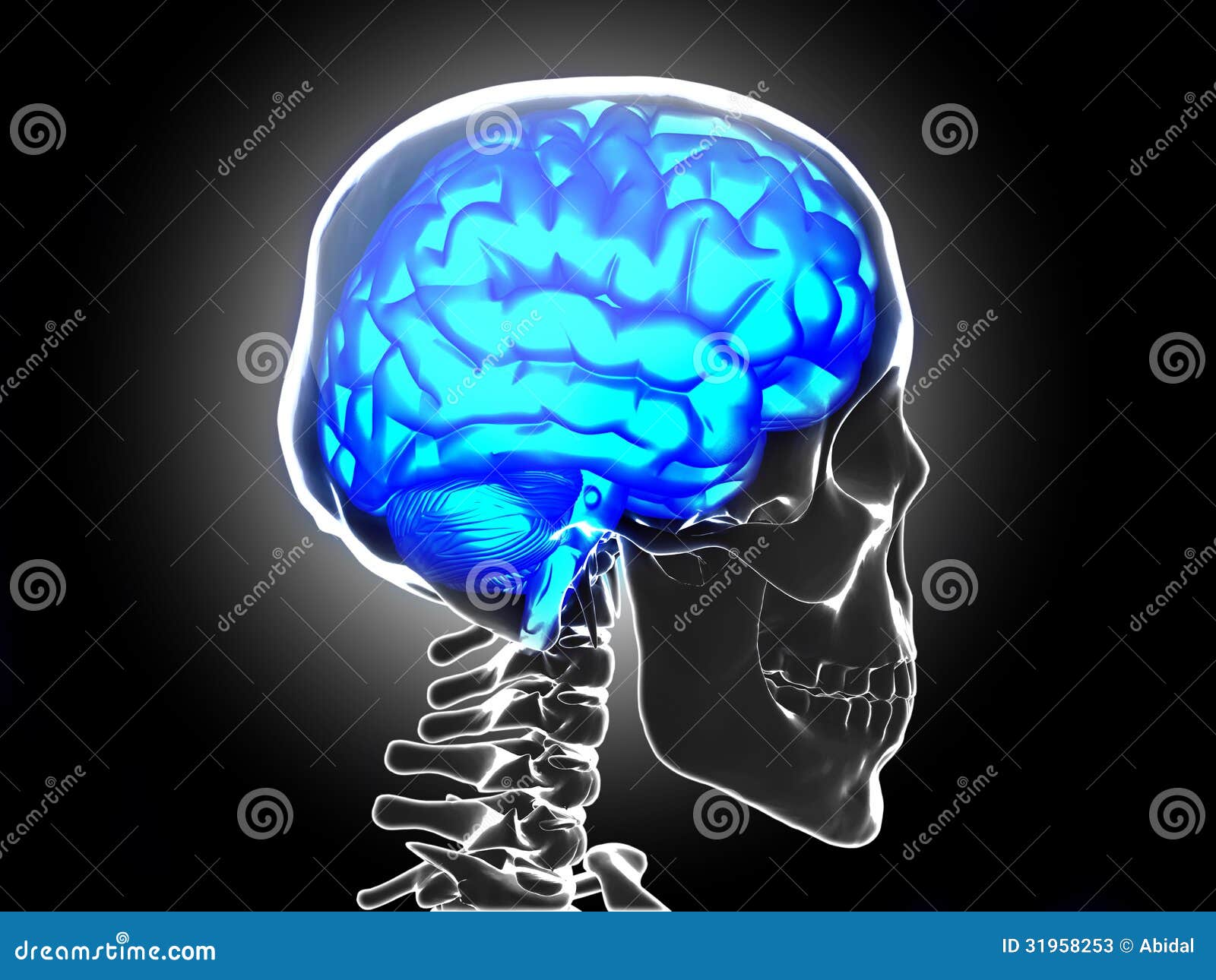 Human brain stock illustration. Illustration of neurology - 31958253