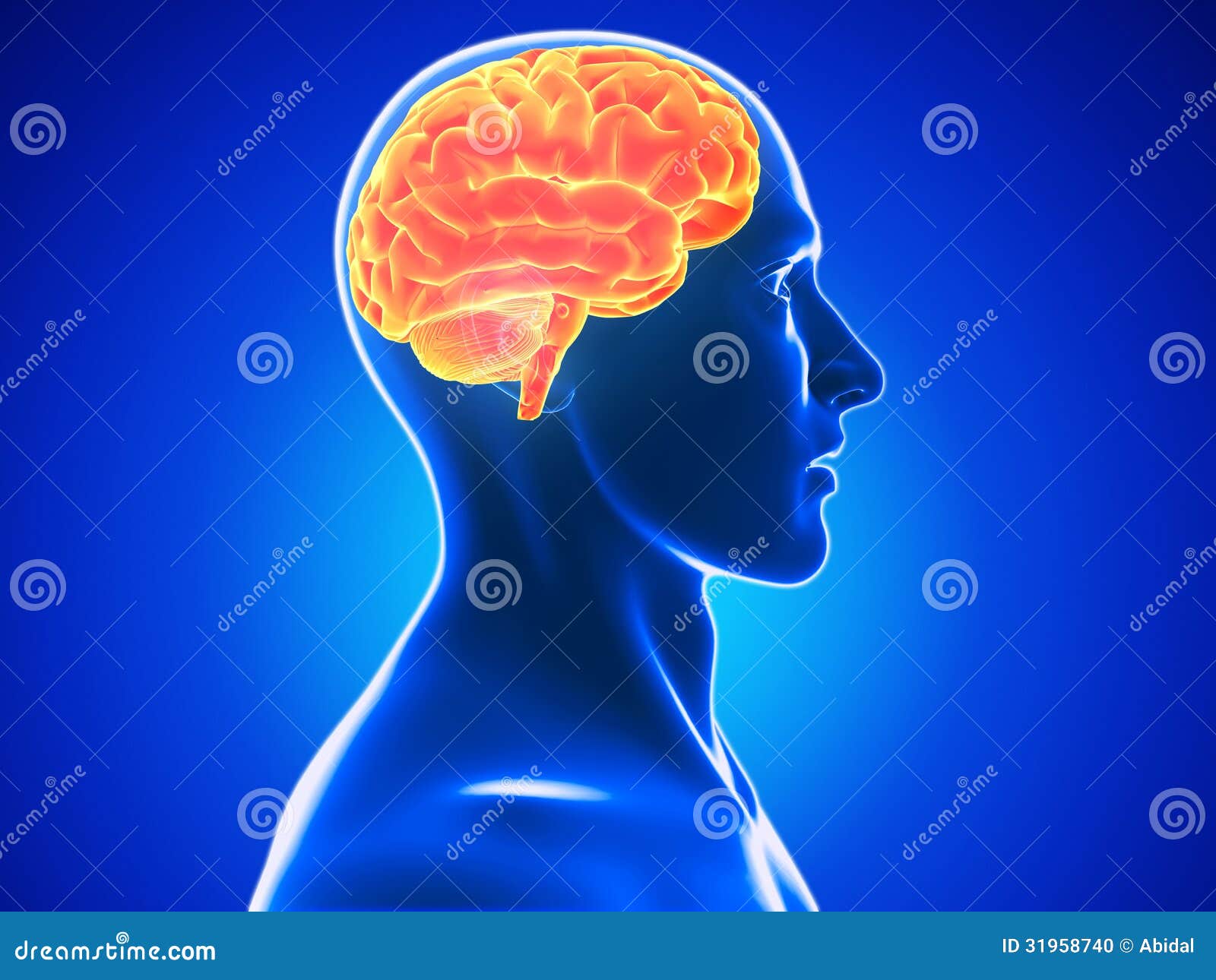 Human brain stock illustration. Illustration of clinical - 31958740