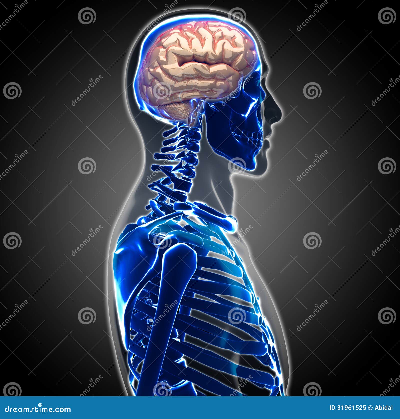 Human brain stock illustration. Illustration of mind - 31961525