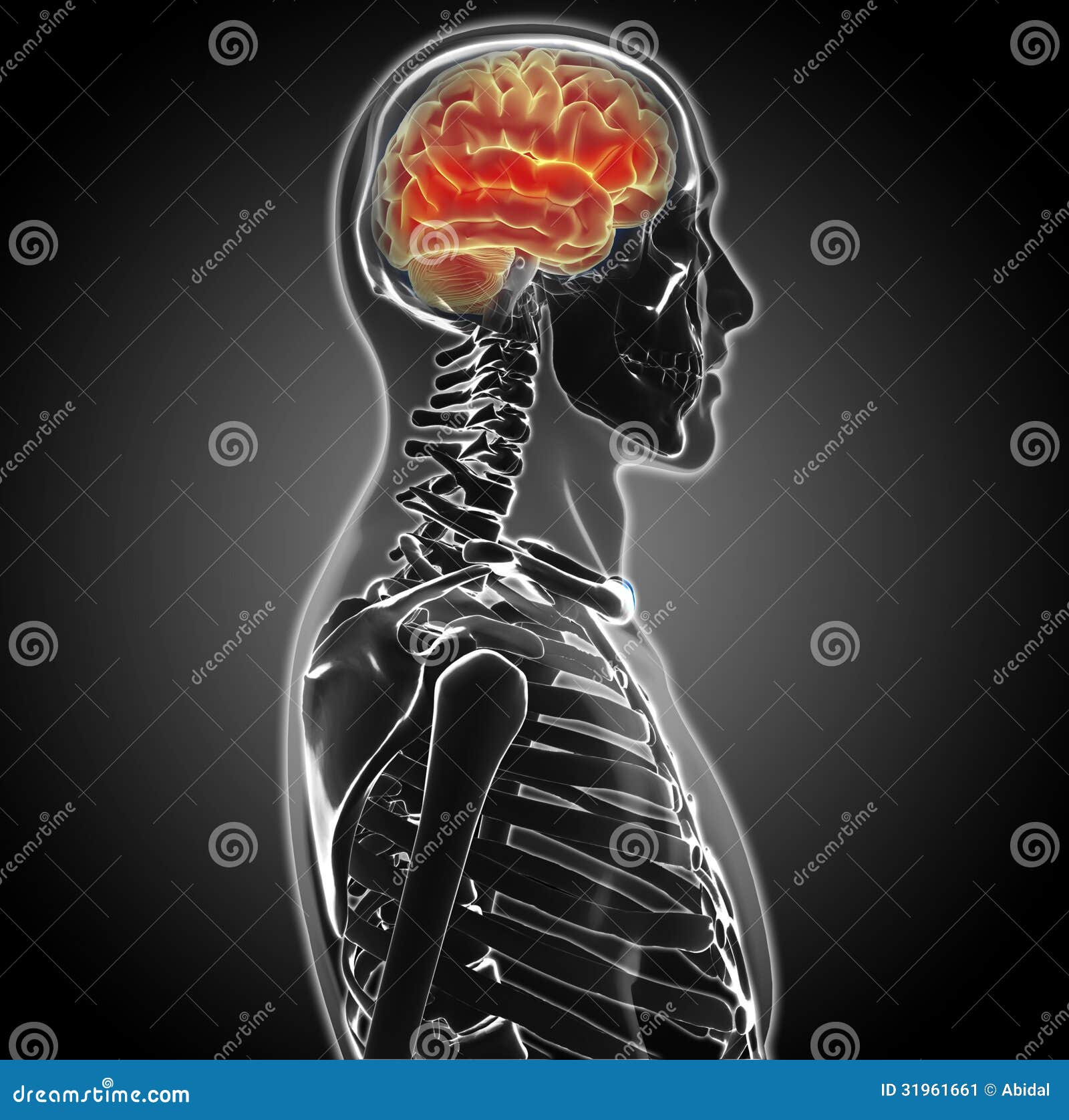 Human brain stock illustration. Illustration of hospital - 31961661
