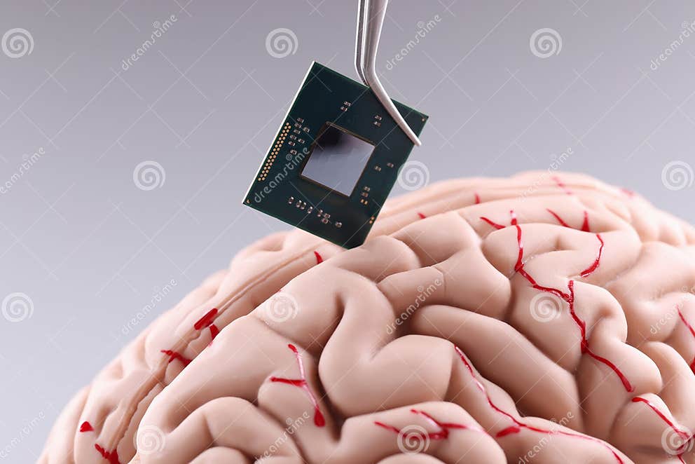 Human Brain and Computer Chip. Microprocessor in Head Stock Image ...