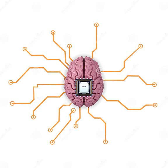 Human Brain with Computer Processor. Stock Illustration - Illustration ...