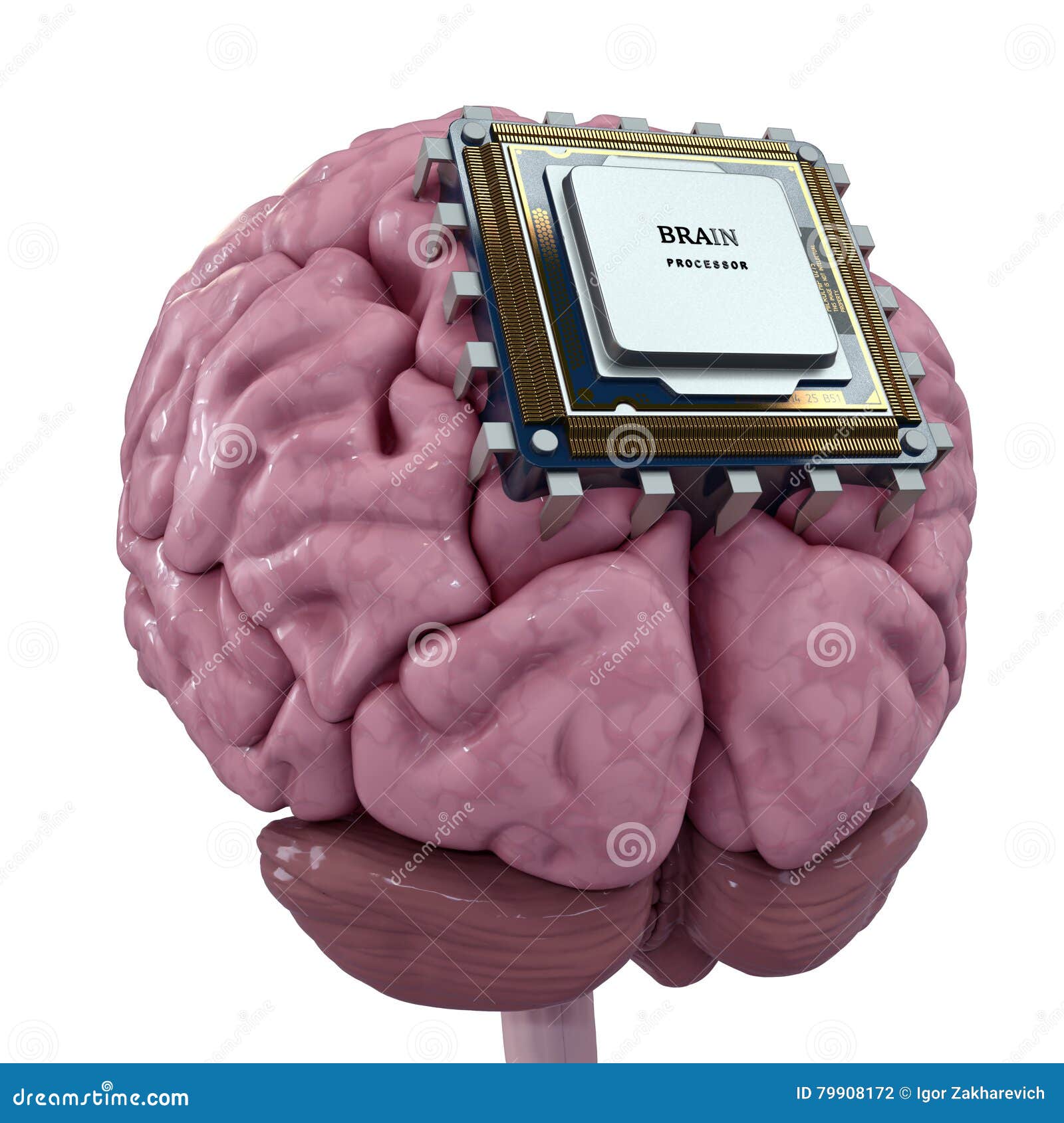 Human Brain with Computer Processor Stock Illustration - Illustration ...