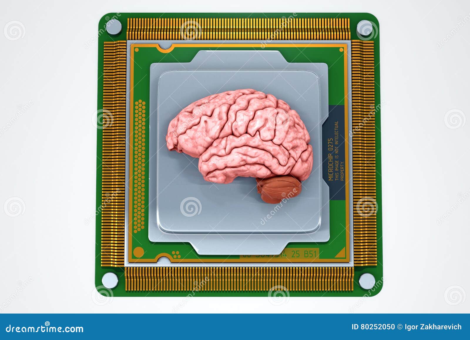 Human Brain with Computer Processor Stock Illustration - Illustration ...