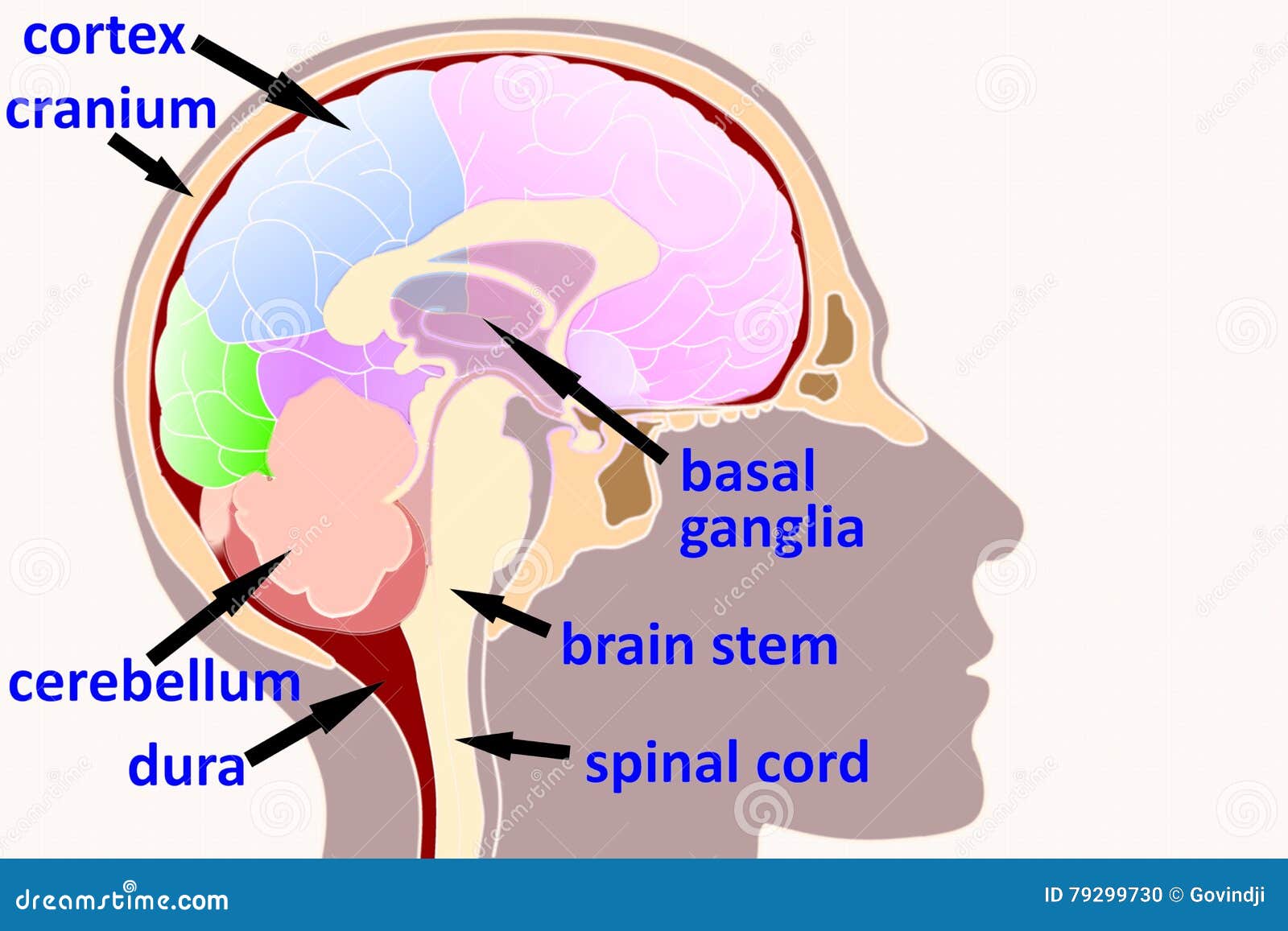 Human brain Concept stock illustration. Illustration of brainpart ...