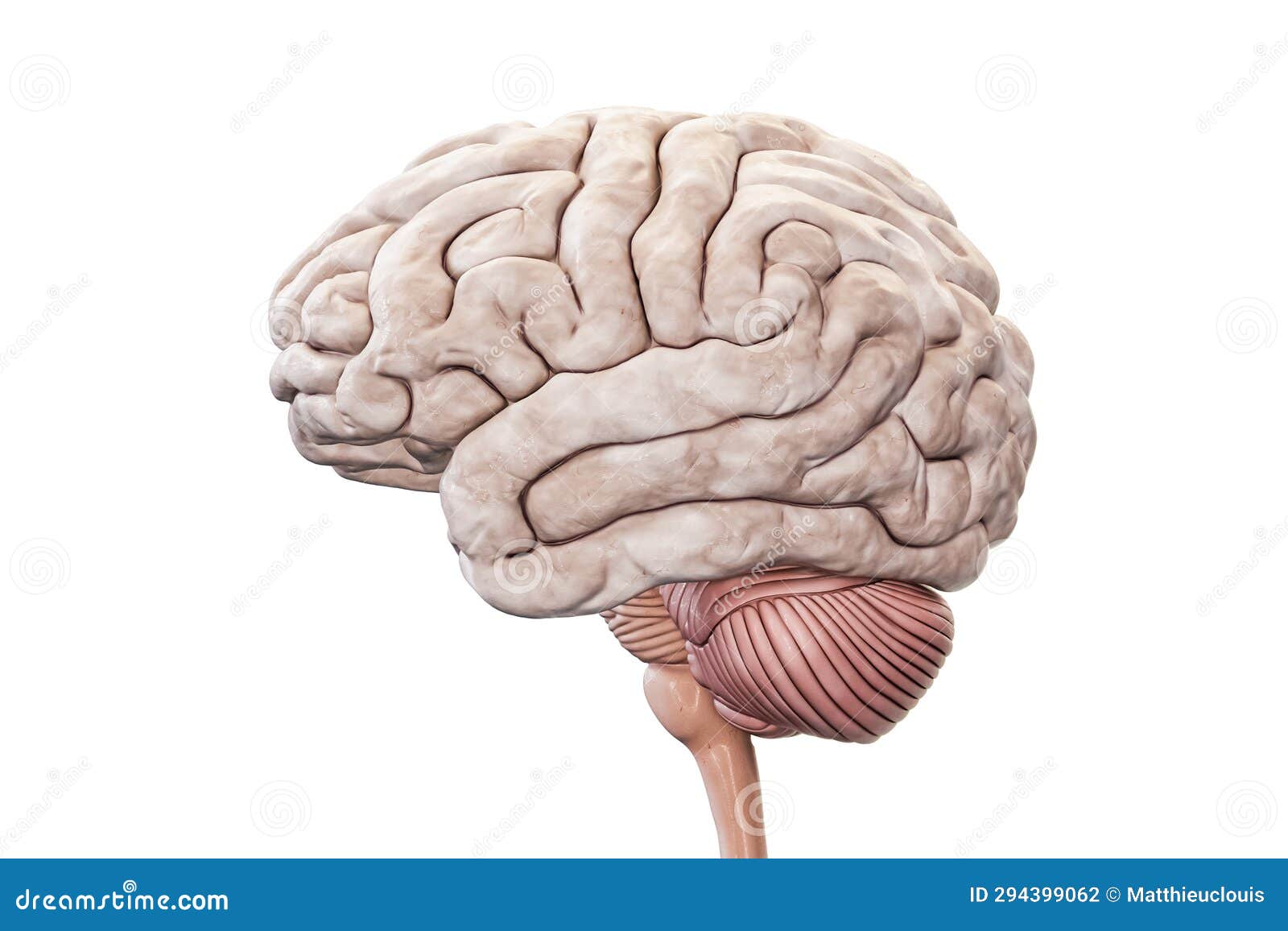 Human Brain with Cortex, Cerebellum and Brain Stem Profile View ...