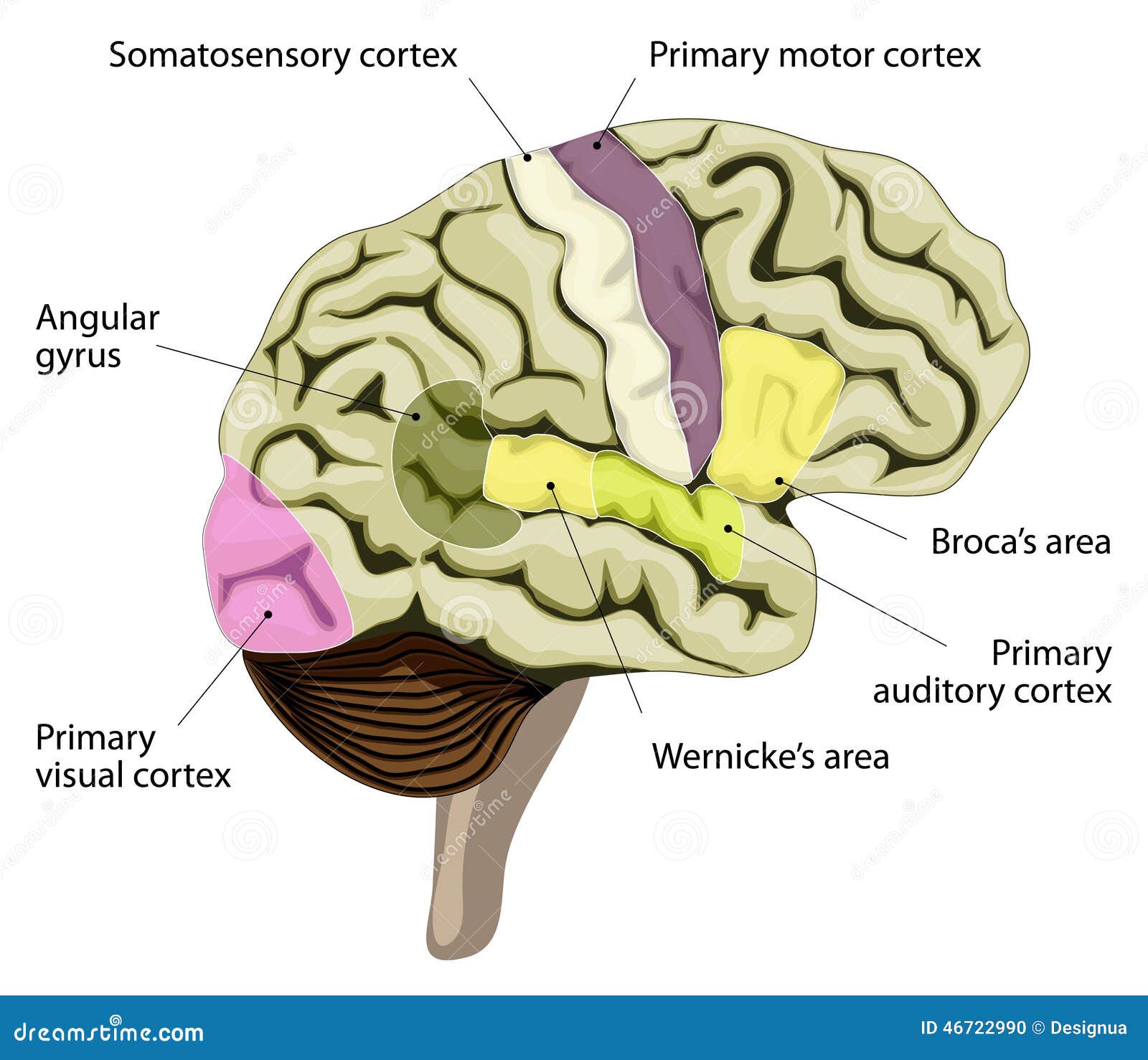 The Human Brain. Cortical Representation Of Speech And Language Stock ... The Human Brain. Cortical Representation Of Speech And Language Stock ...
