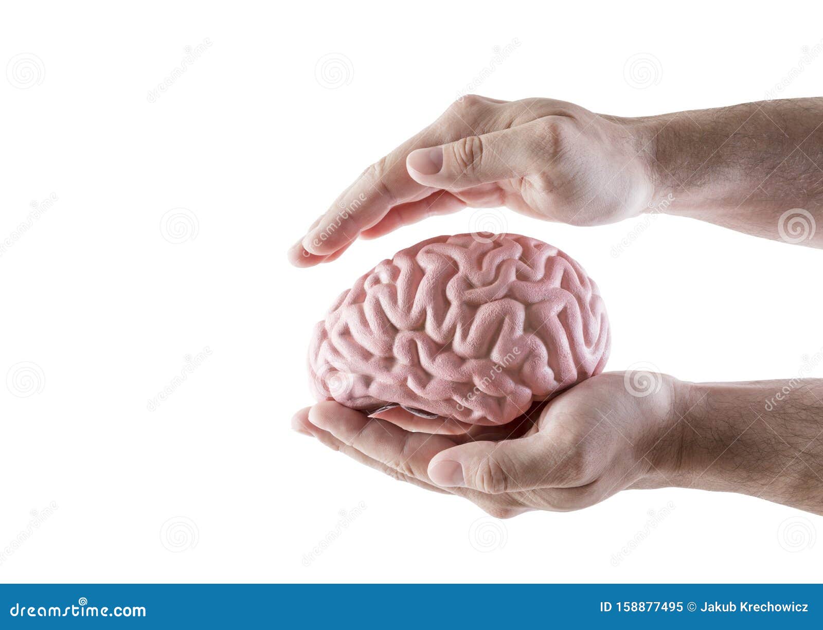 Human Brain Covered by Hands Isolated on White Background Stock Image ...