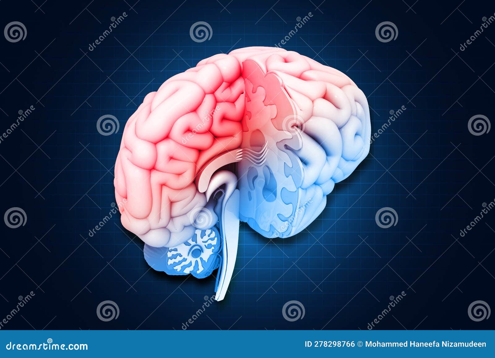 Human brain cross section stock illustration. Illustration of cerebral ...