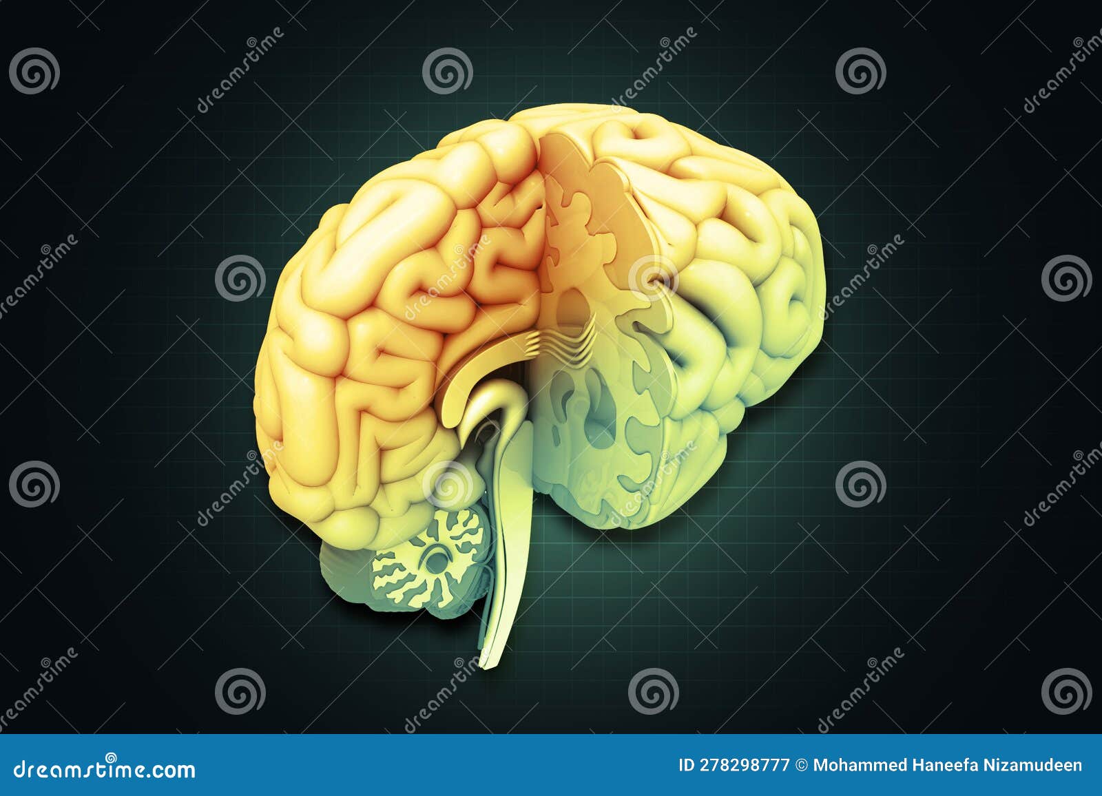 Human brain cross section stock illustration. Illustration of ...