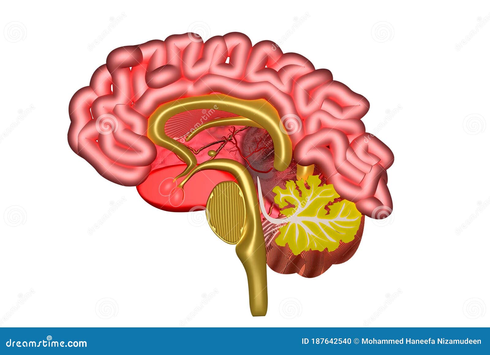 Human brain cross section stock illustration. Illustration of human ...