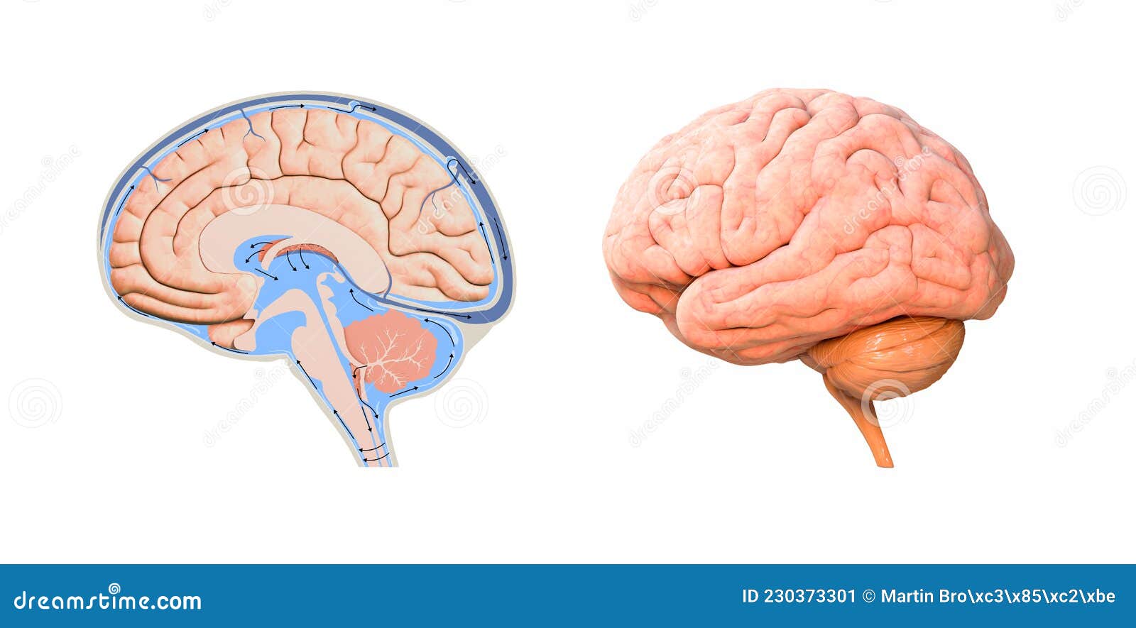 Human Brain Cross Section Diagram. 3d Render Stock Illustration ...