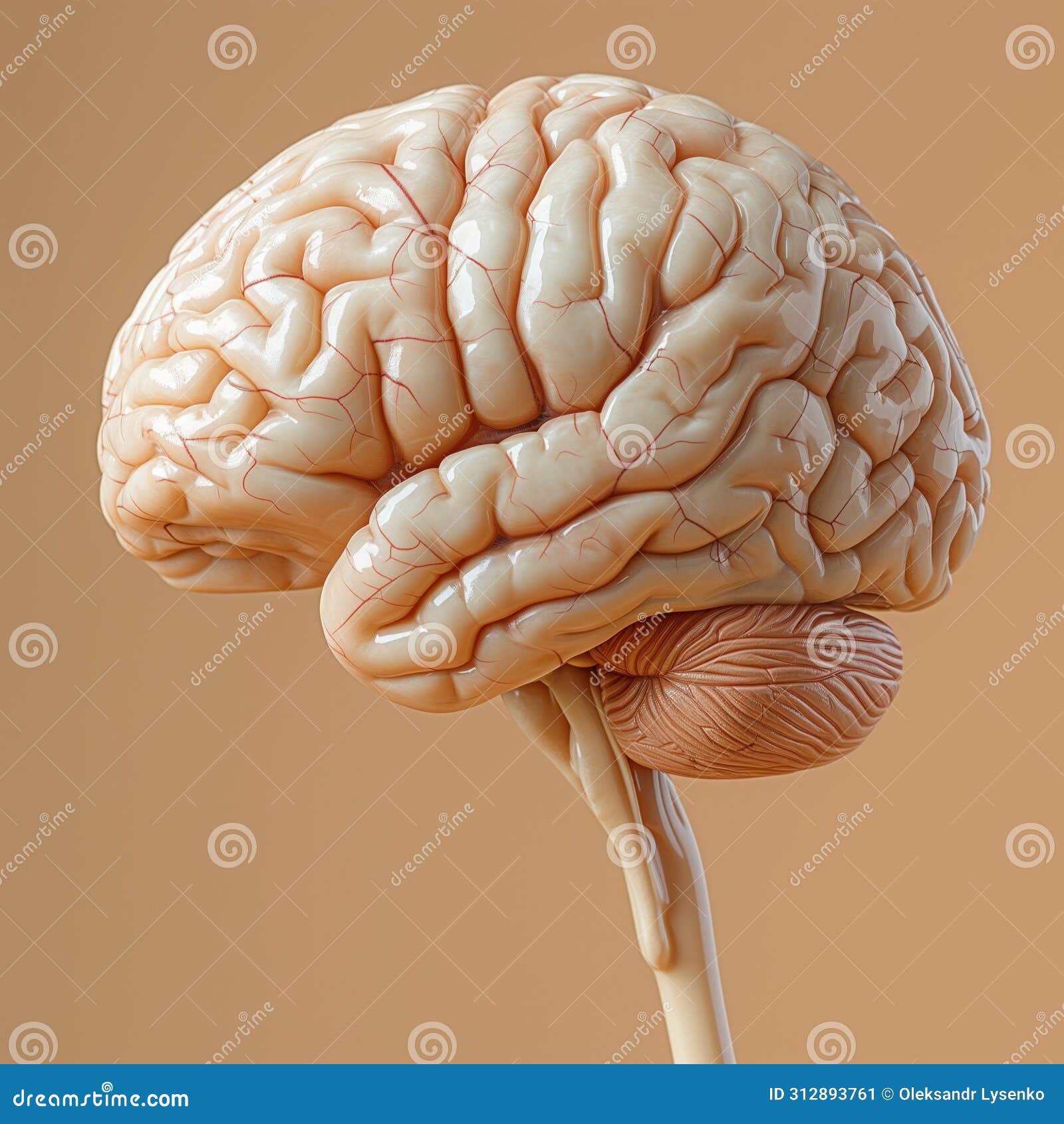 Human Brain 3d Light Colored Stock Illustration - Illustration of color ...