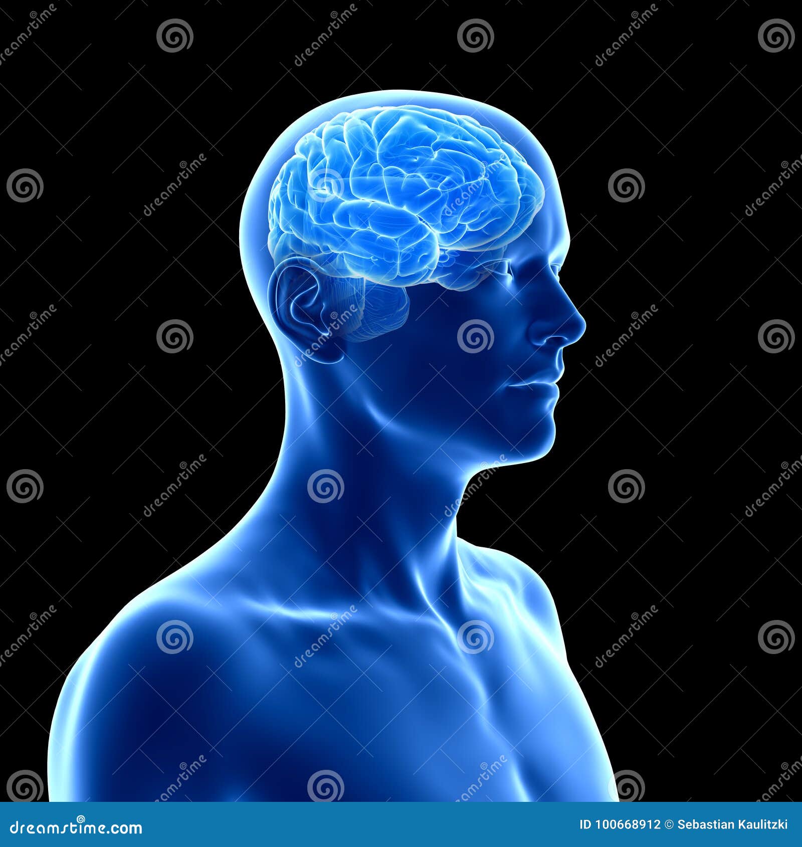 The human brain stock illustration. Illustration of medically - 100668912