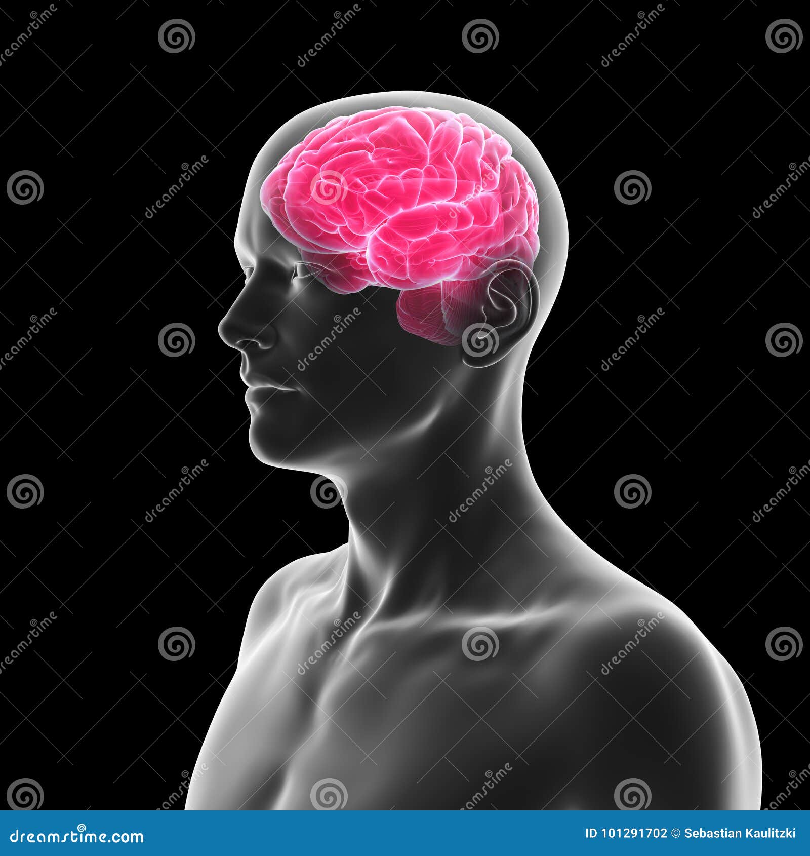 The human brain stock illustration. Illustration of anatomical - 101291702