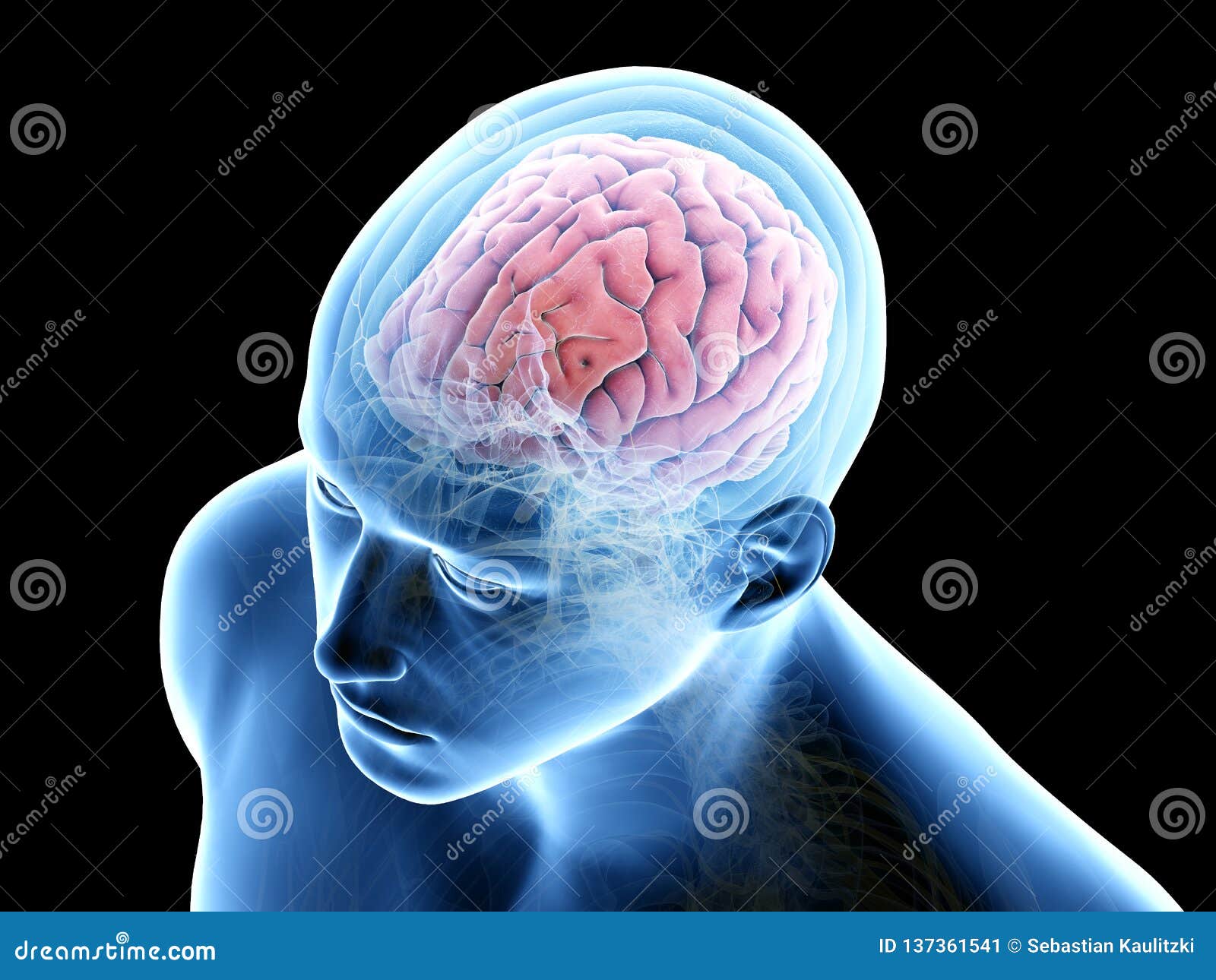 The human brain stock illustration. Illustration of medically - 137361541