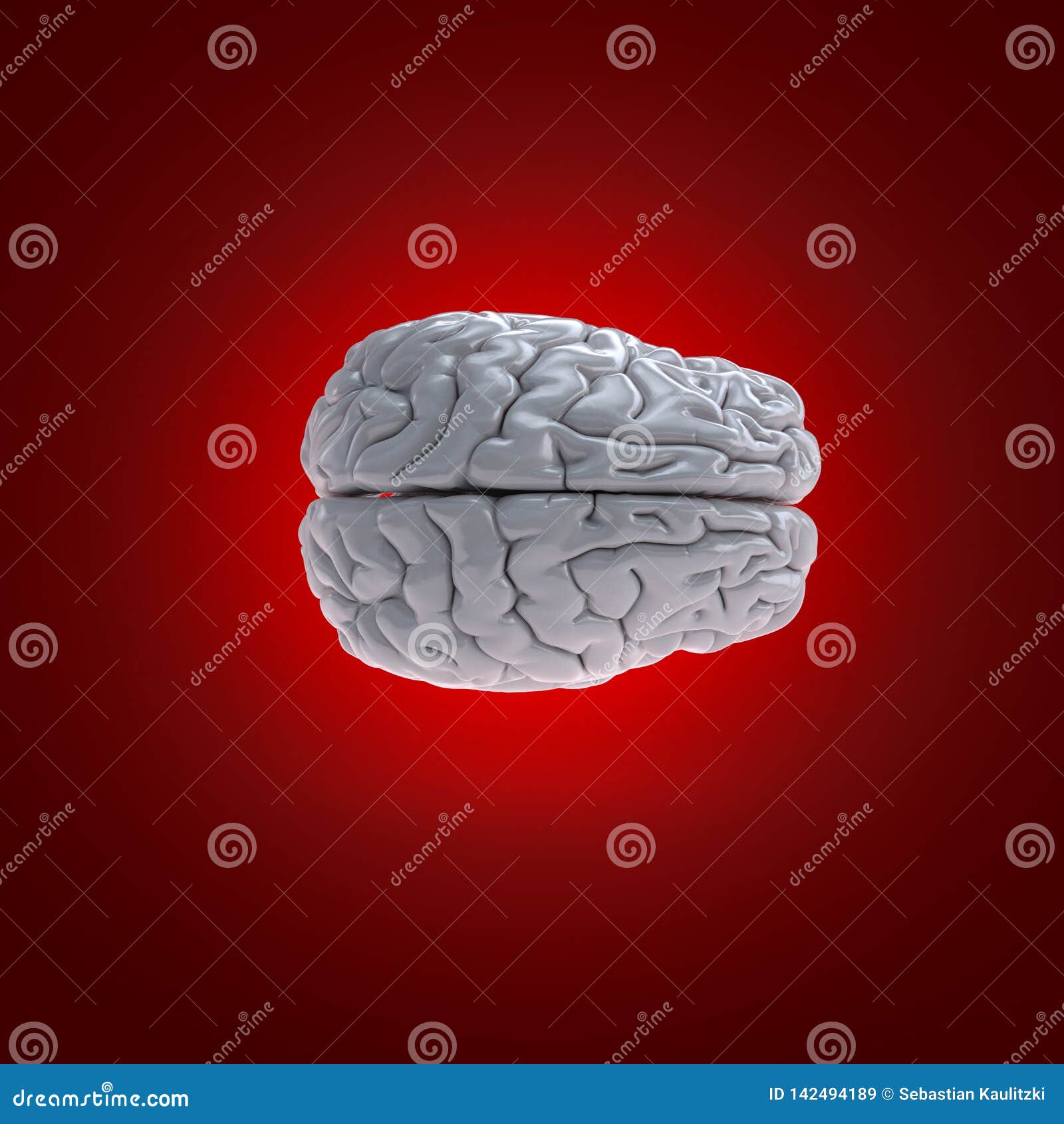 A human brain stock illustration. Illustration of anatomy - 142494189