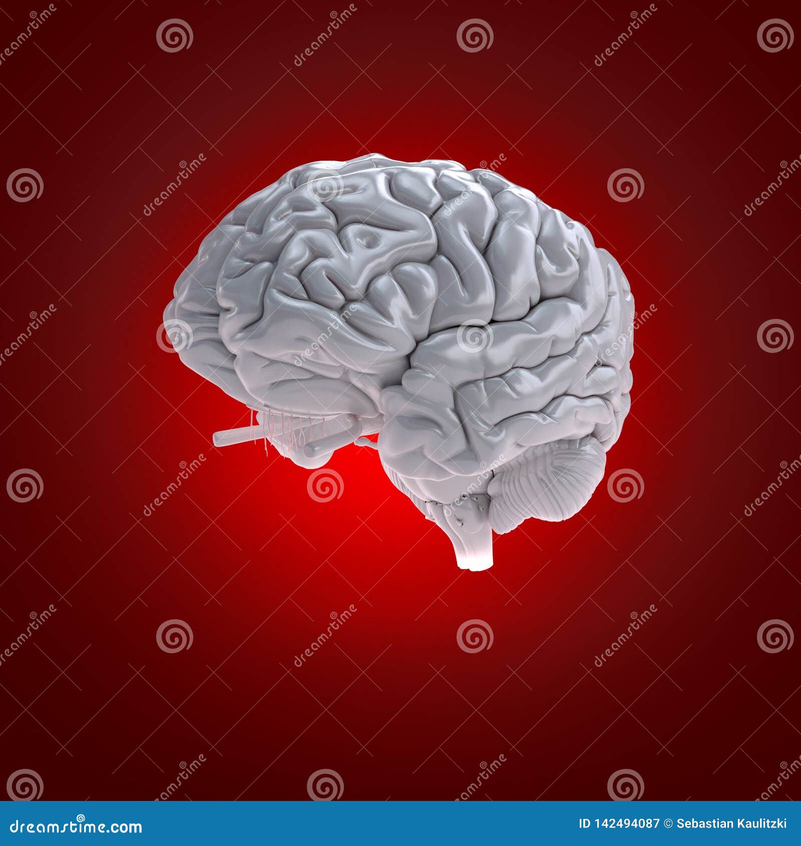 A human brain stock illustration. Illustration of medical - 142494087